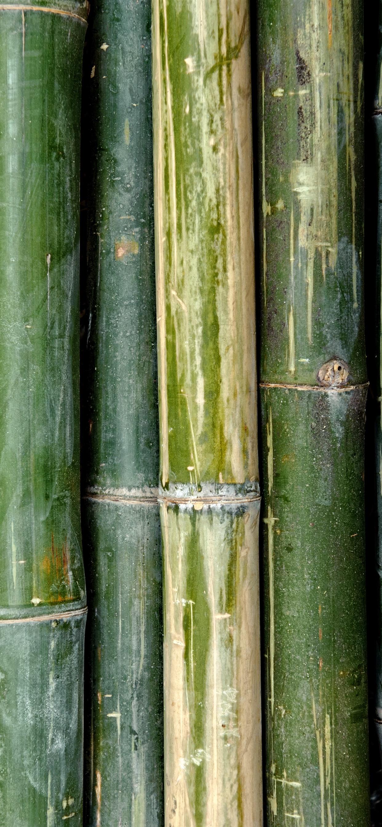 Bamboo Forest iPhone Wallpapers - Top Free Bamboo Forest iPhone ...