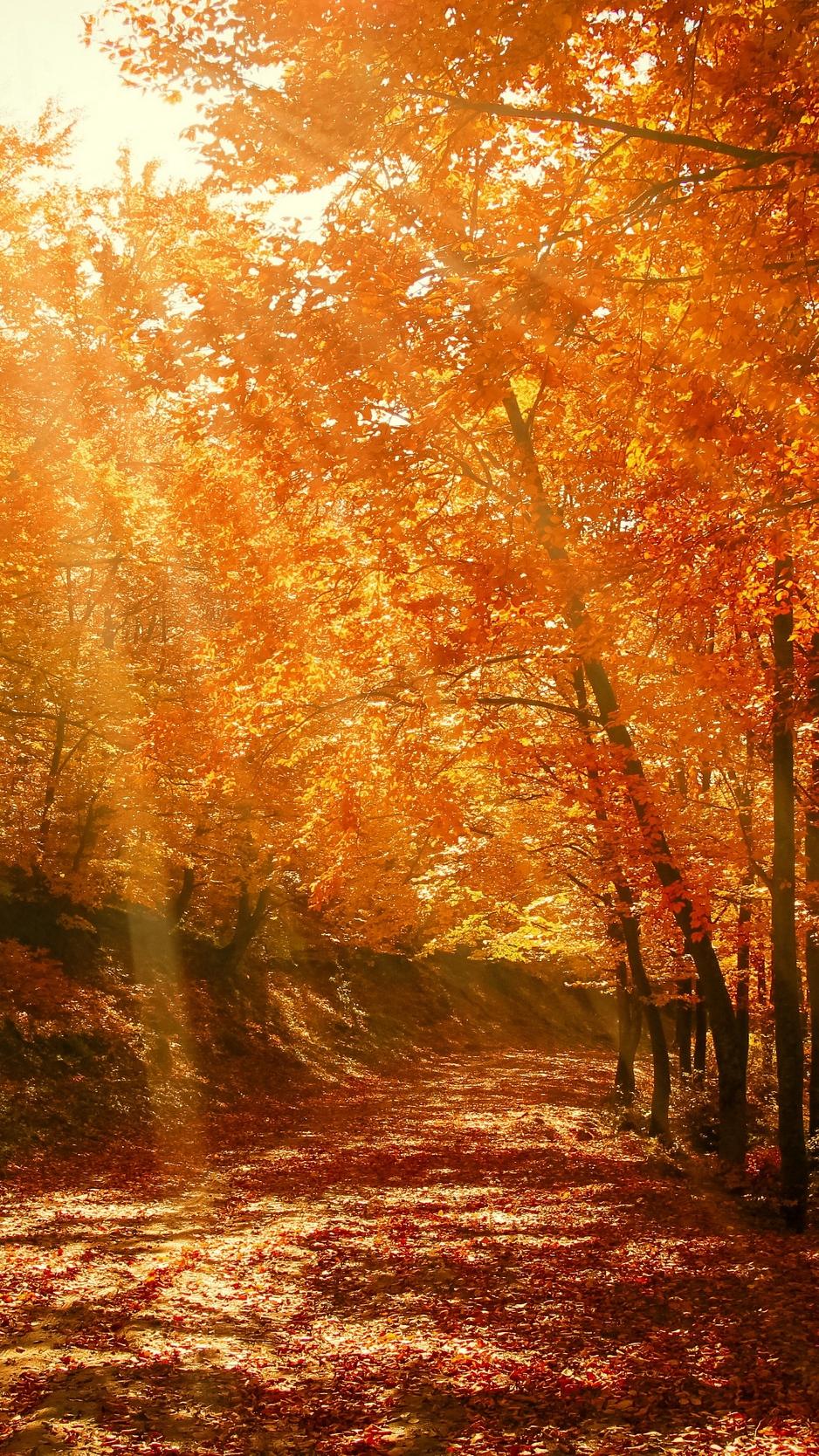 Autumn Forest iPhone Wallpapers - Top Free Autumn Forest iPhone ...