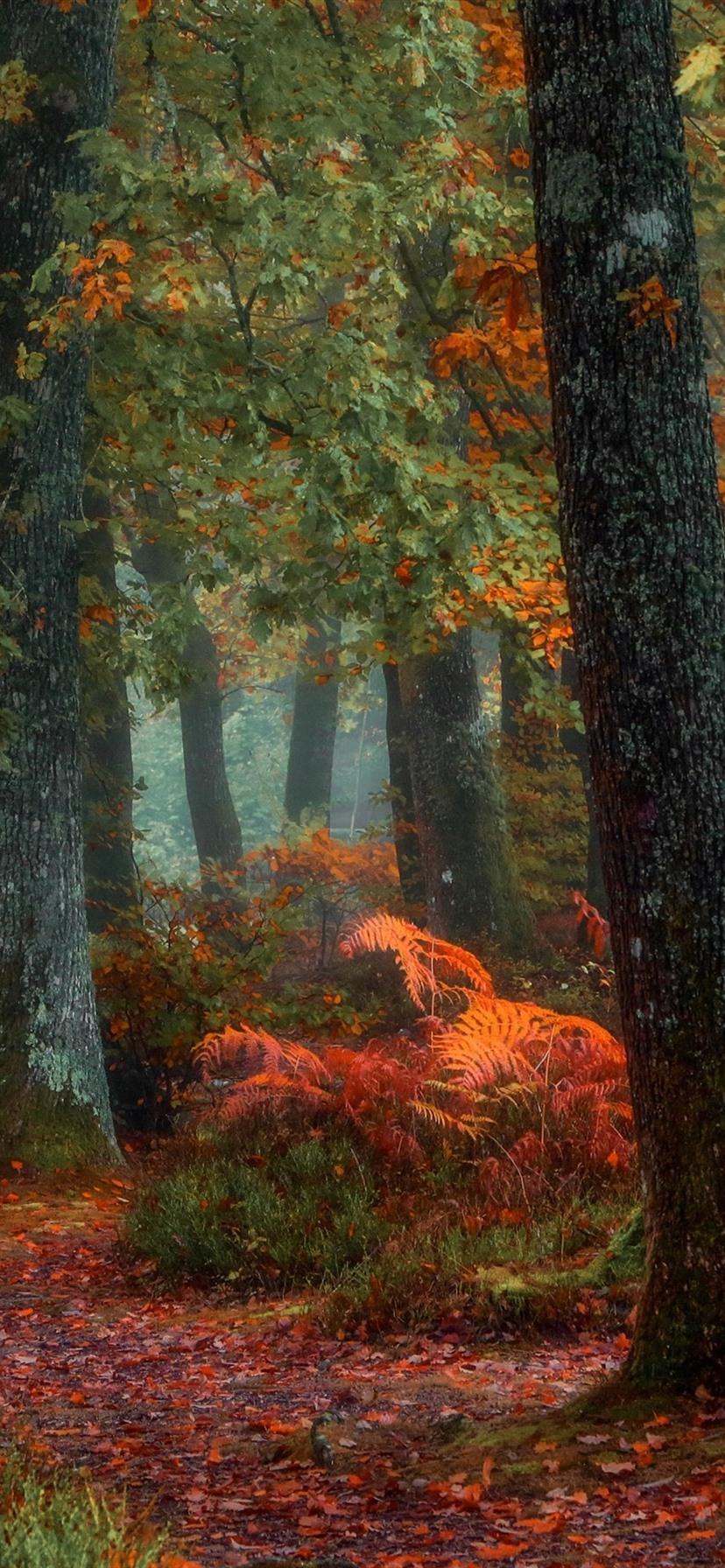Autumn Forest iPhone Wallpapers - Top Free Autumn Forest iPhone ...