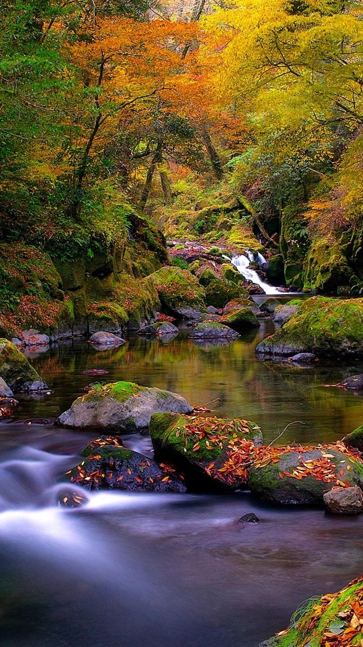 Autumn Forest iPhone Wallpapers - Top Free Autumn Forest iPhone ...