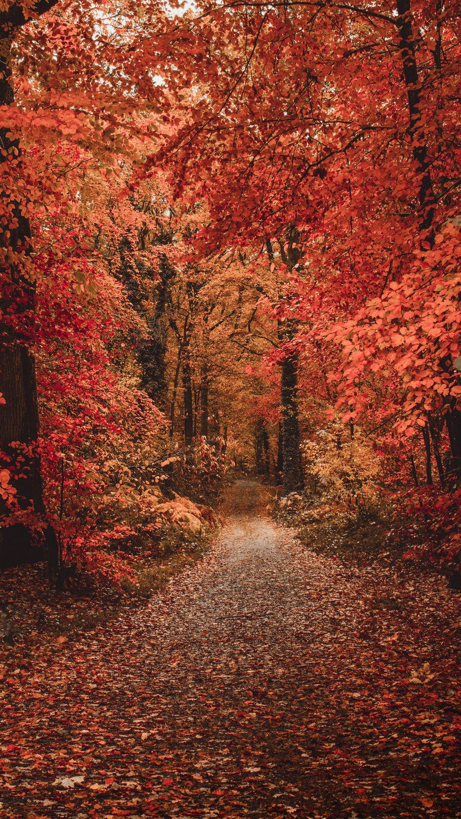 Autumn Forest iPhone Wallpapers - Top Free Autumn Forest iPhone ...