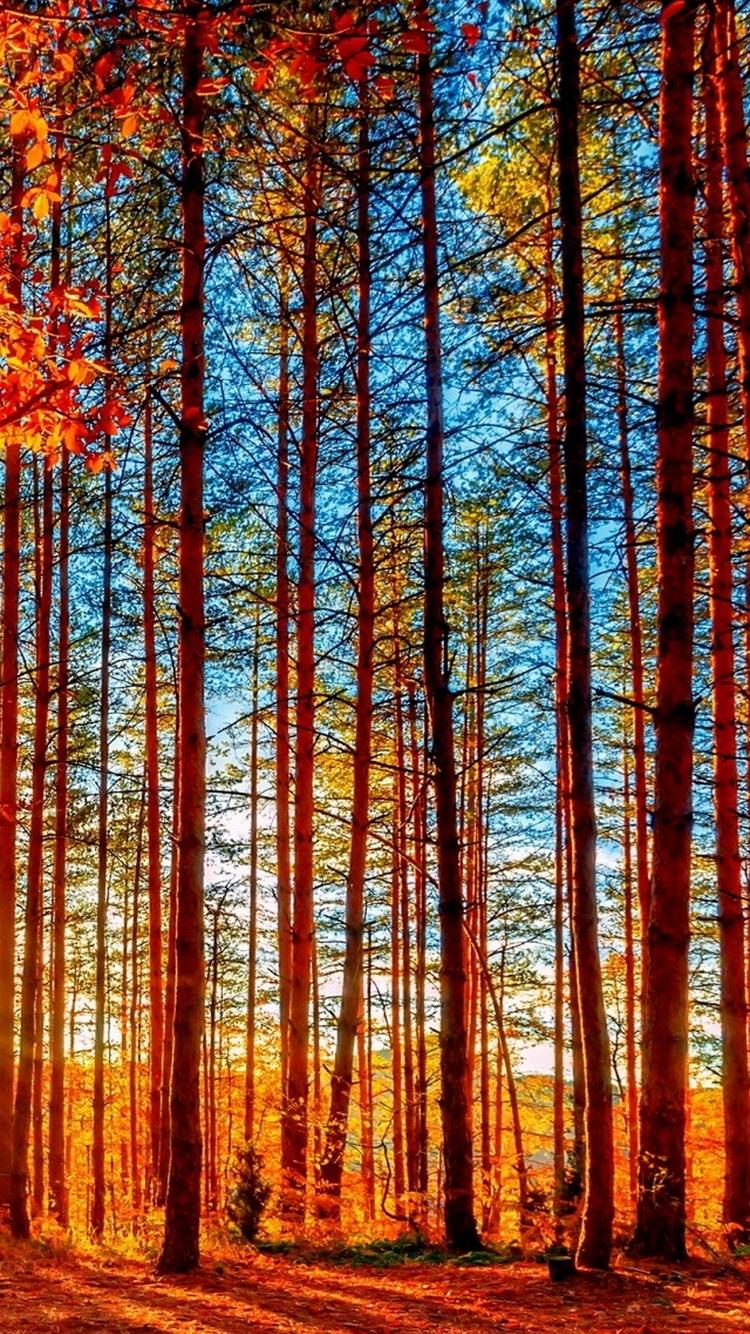 Autumn Forest iPhone Wallpapers - Top Free Autumn Forest iPhone ...