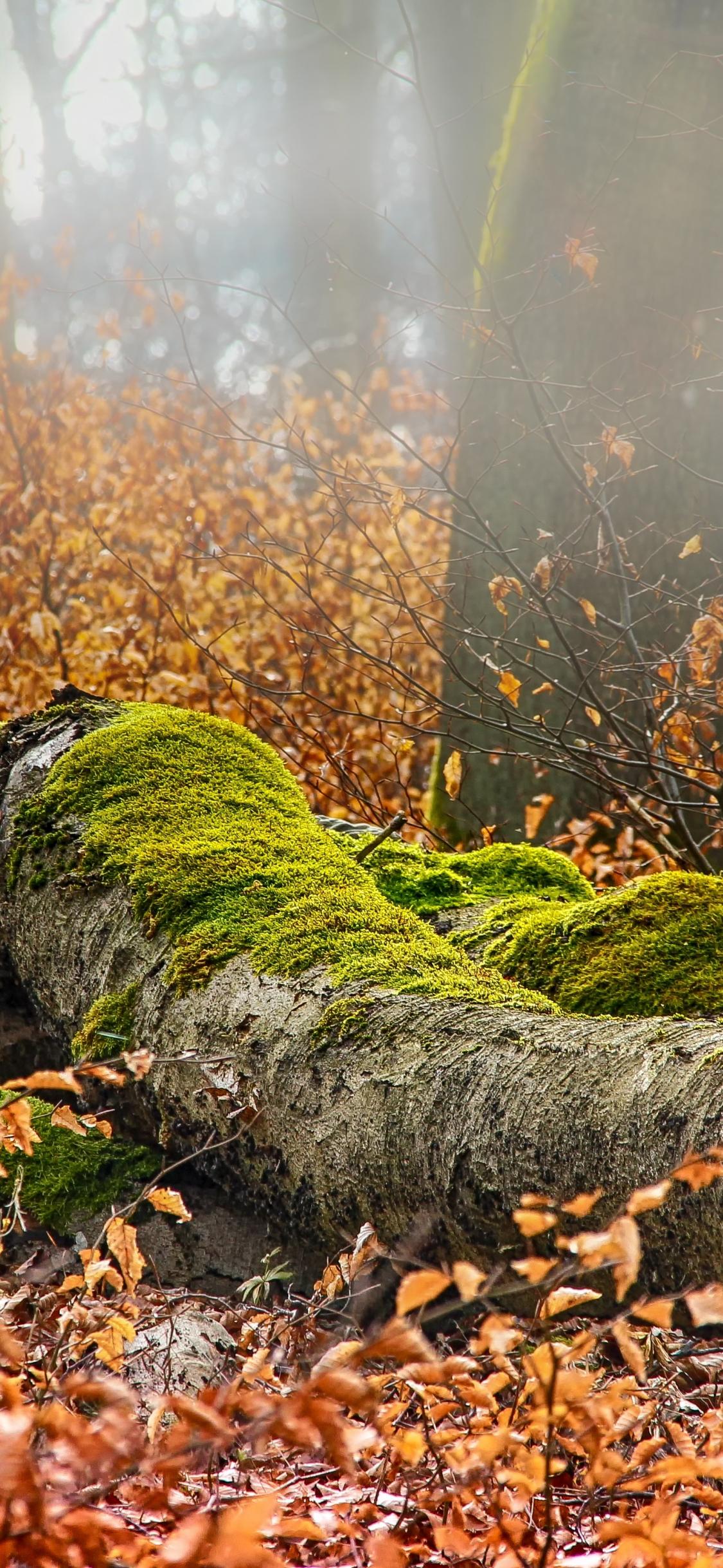 Autumn Forest iPhone Wallpapers - Top Free Autumn Forest iPhone ...