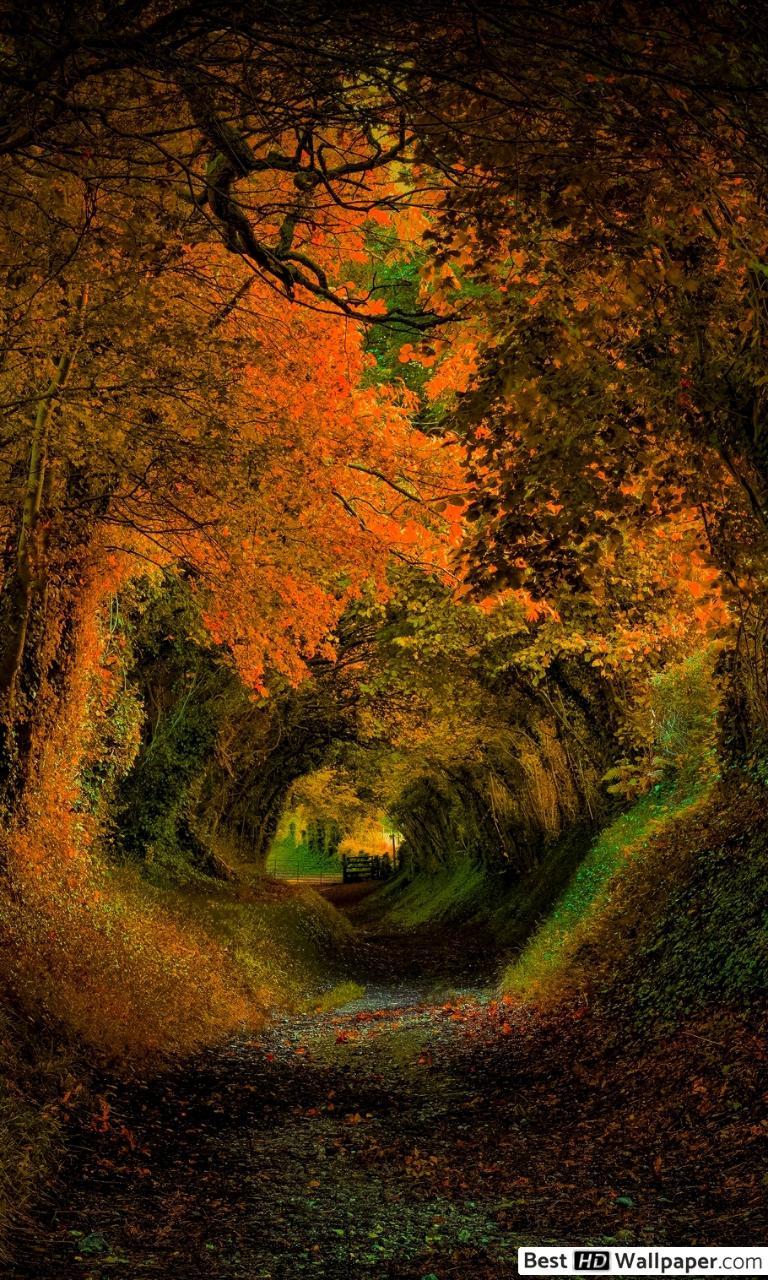 Autumn Forest iPhone Wallpapers - Top Free Autumn Forest iPhone ...