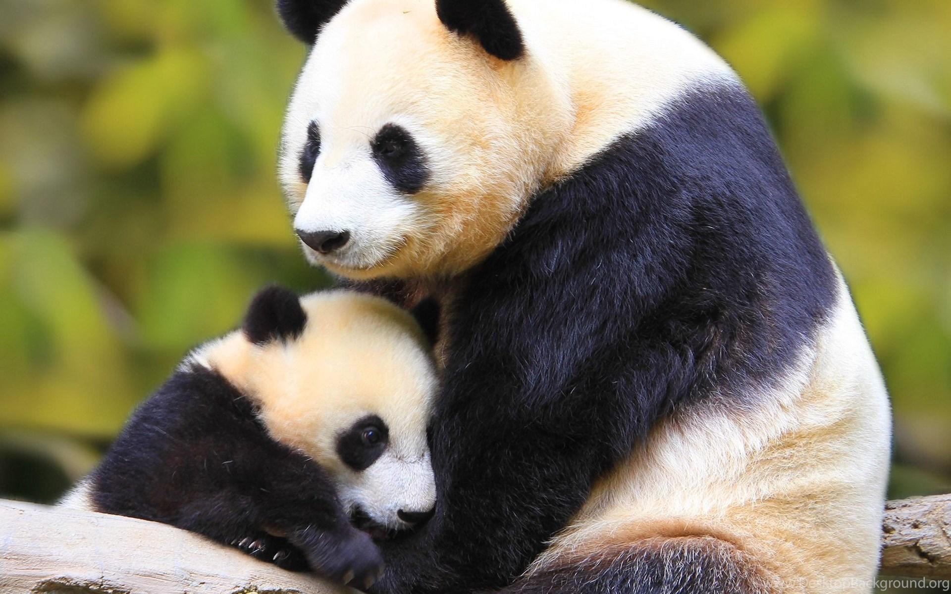 Panda Love Wallpapers - Top Free Panda Love Backgrounds - WallpaperAccess