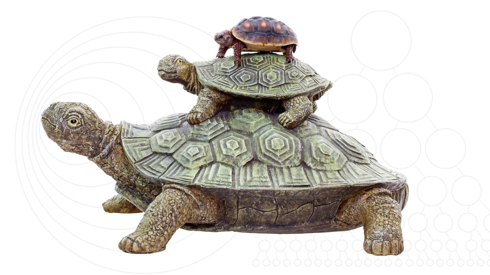 Turtles all the Way Down Wallpapers - Top Free Turtles all the Way Down ...