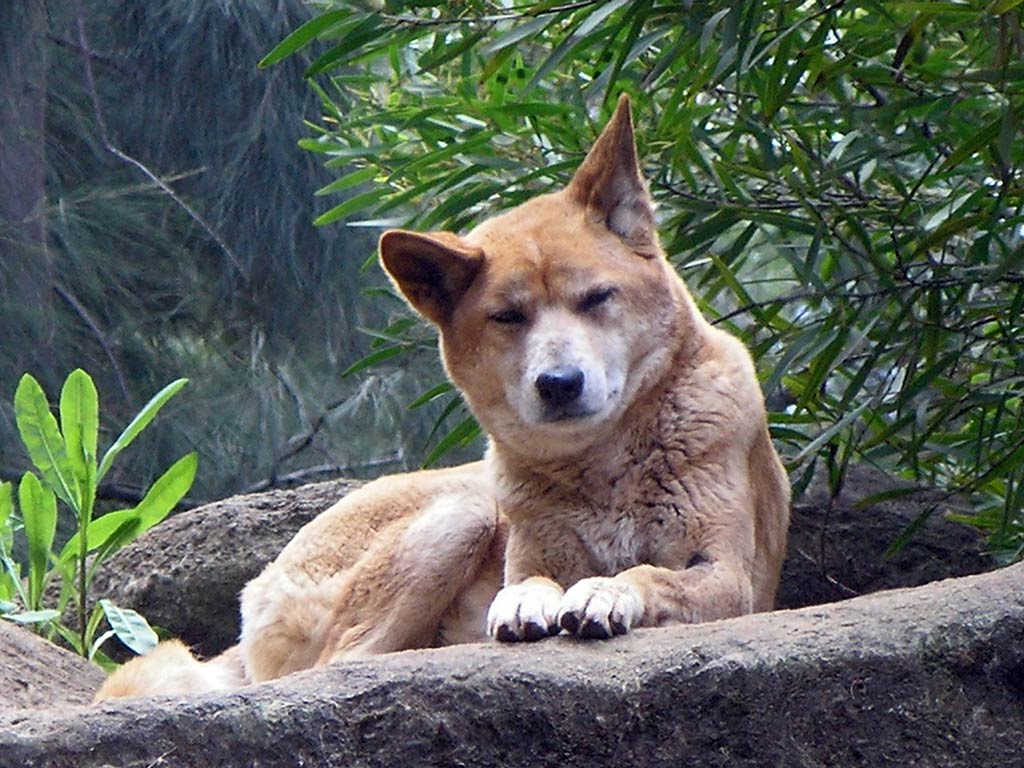Dingo Wallpapers - Top Free Dingo Backgrounds - WallpaperAccess