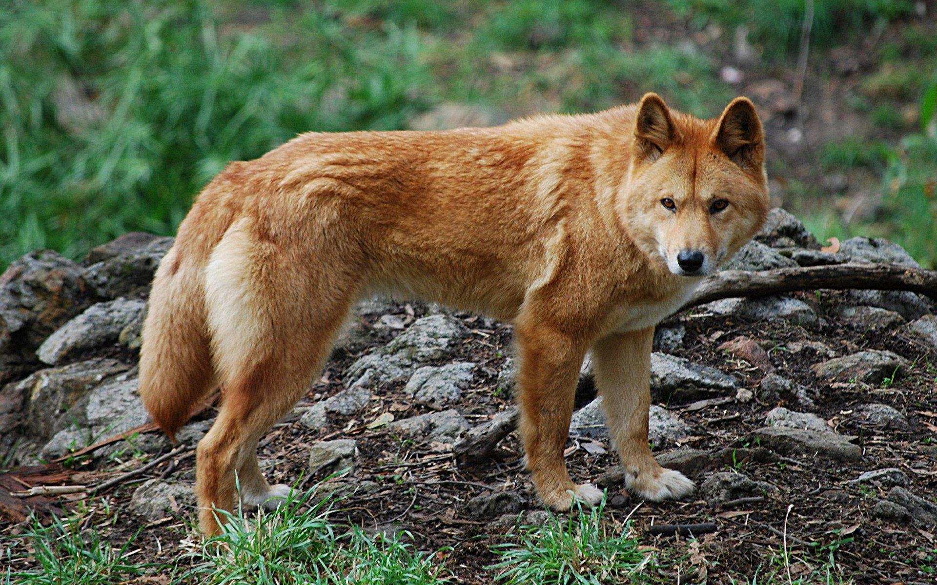 Dingo Wallpapers - Top Free Dingo Backgrounds - WallpaperAccess