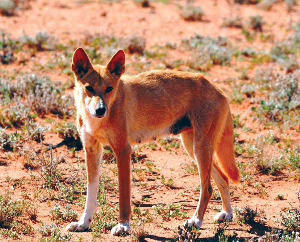 Dingo Wallpapers - Top Free Dingo Backgrounds - WallpaperAccess