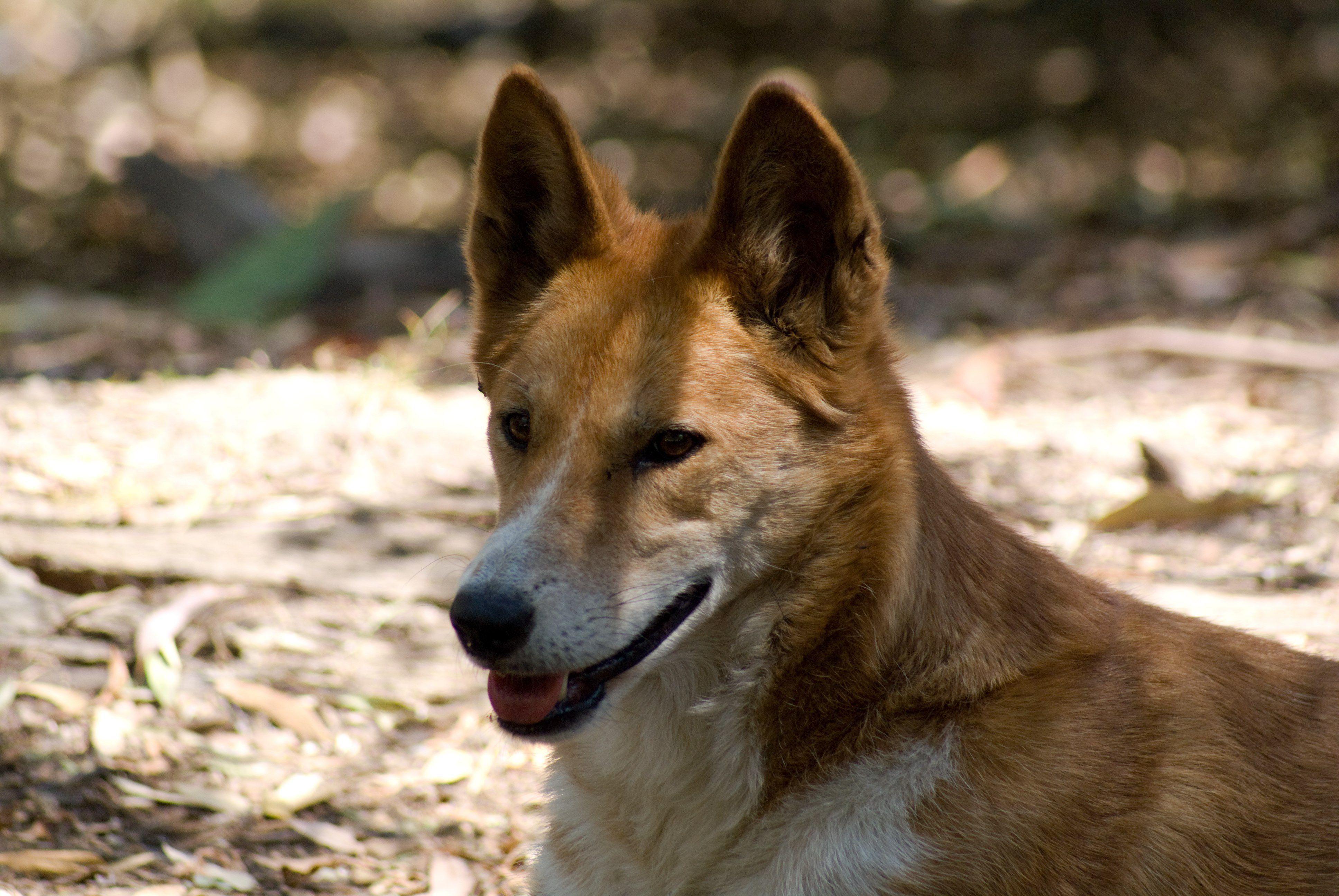 Dingo Wallpapers - Top Free Dingo Backgrounds - WallpaperAccess