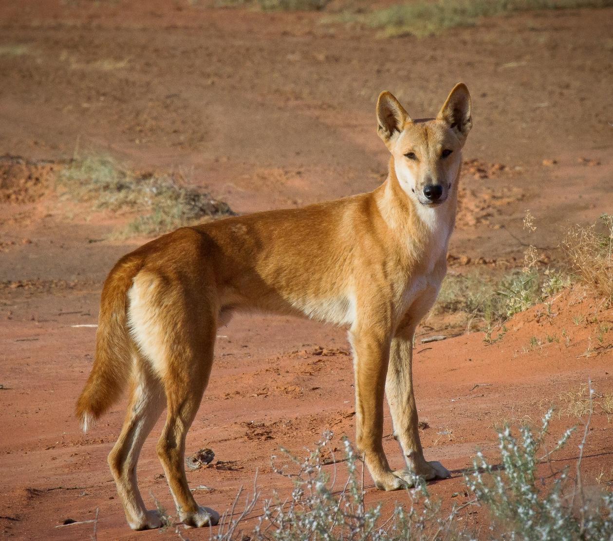 Dingo Wallpapers - Top Free Dingo Backgrounds - WallpaperAccess