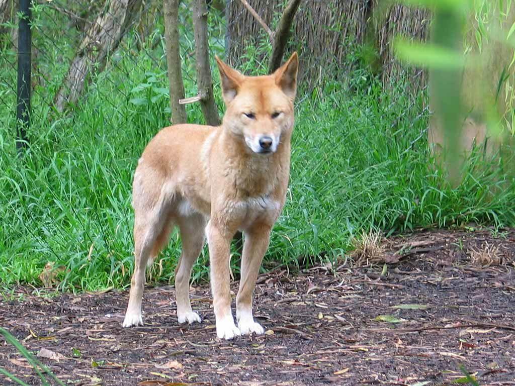 Dingo Wallpapers - Top Free Dingo Backgrounds - WallpaperAccess