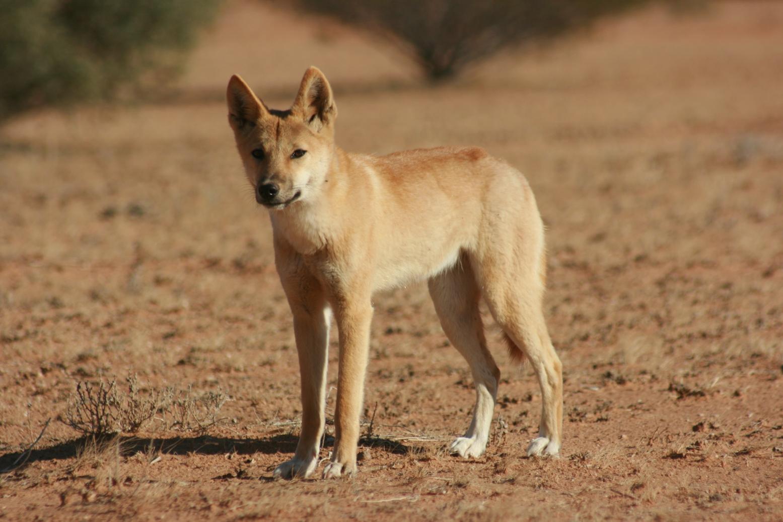 Dingo Wallpapers - Top Free Dingo Backgrounds - WallpaperAccess