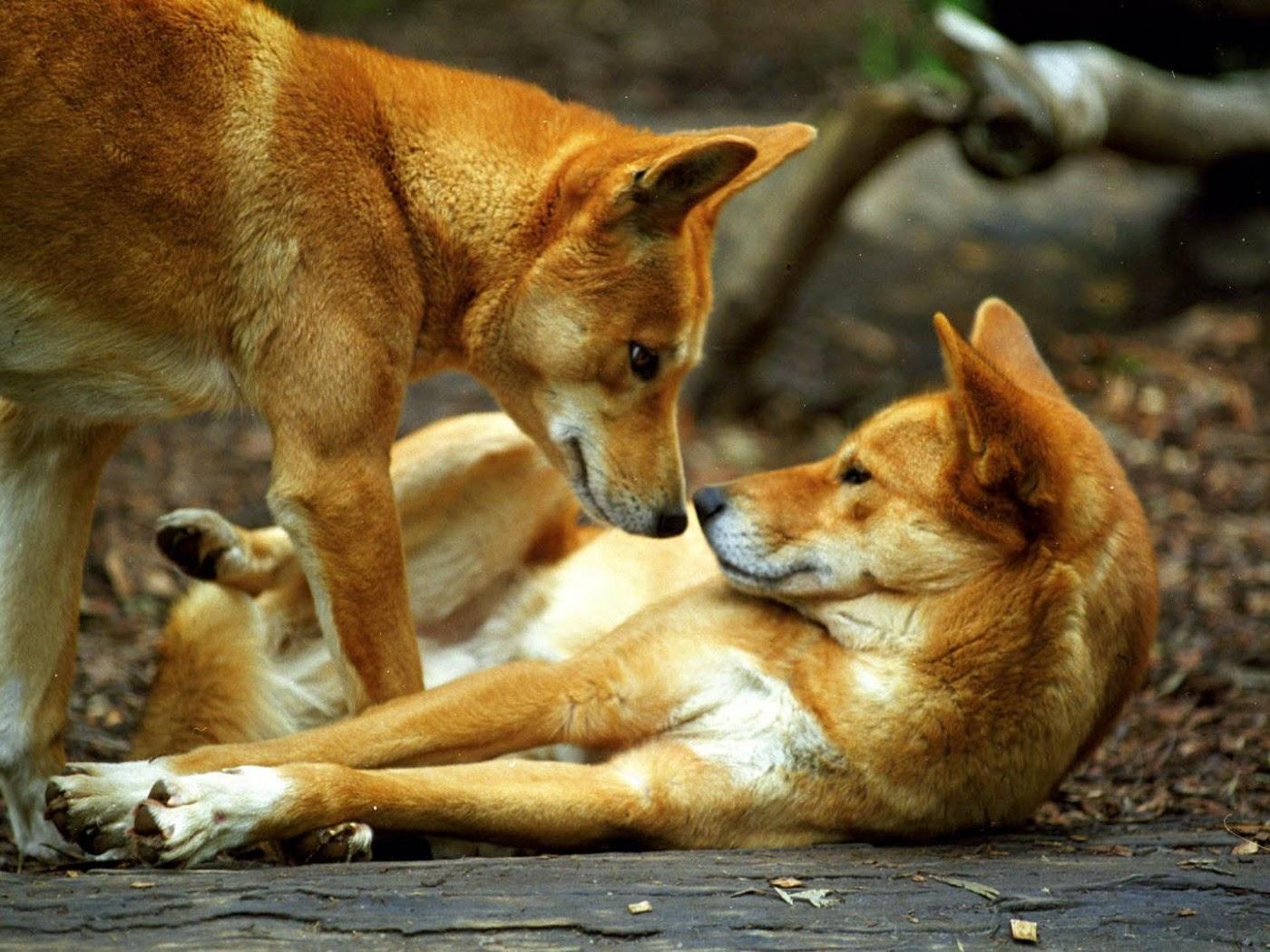 Dingo Wallpapers - Top Free Dingo Backgrounds - WallpaperAccess