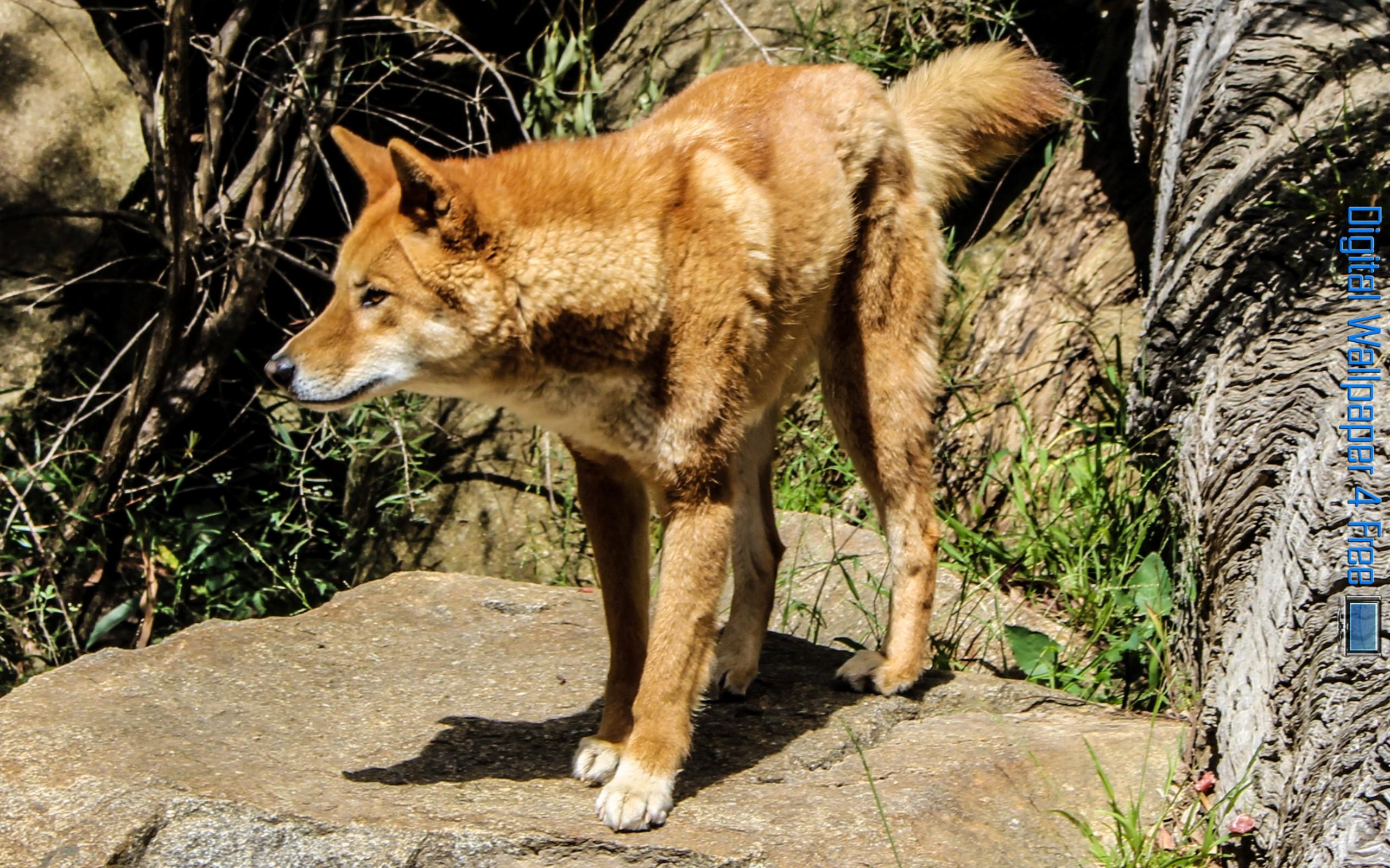 Dingo Wallpapers - Top Free Dingo Backgrounds - WallpaperAccess