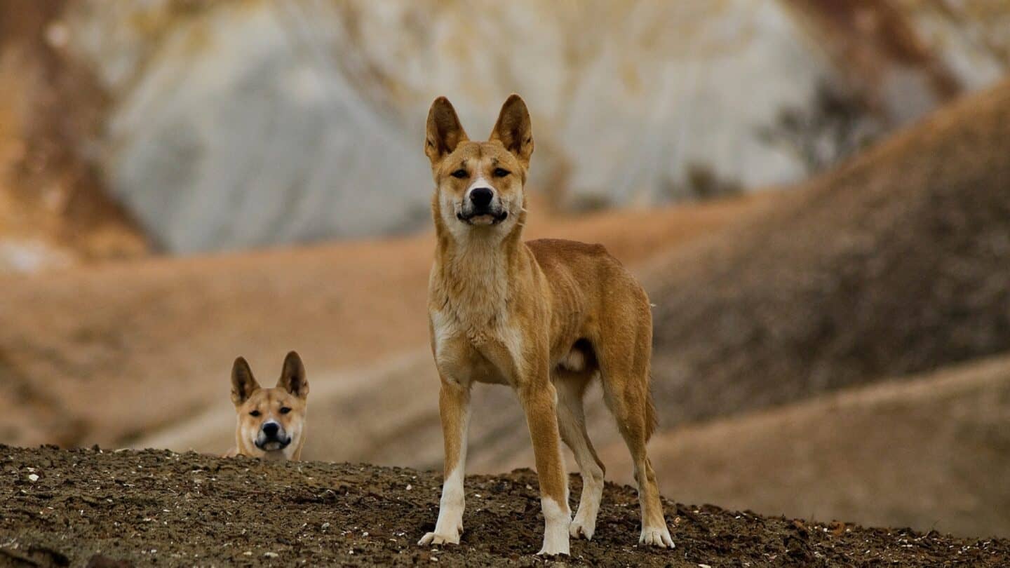 Dingo Wallpapers - Top Free Dingo Backgrounds - WallpaperAccess