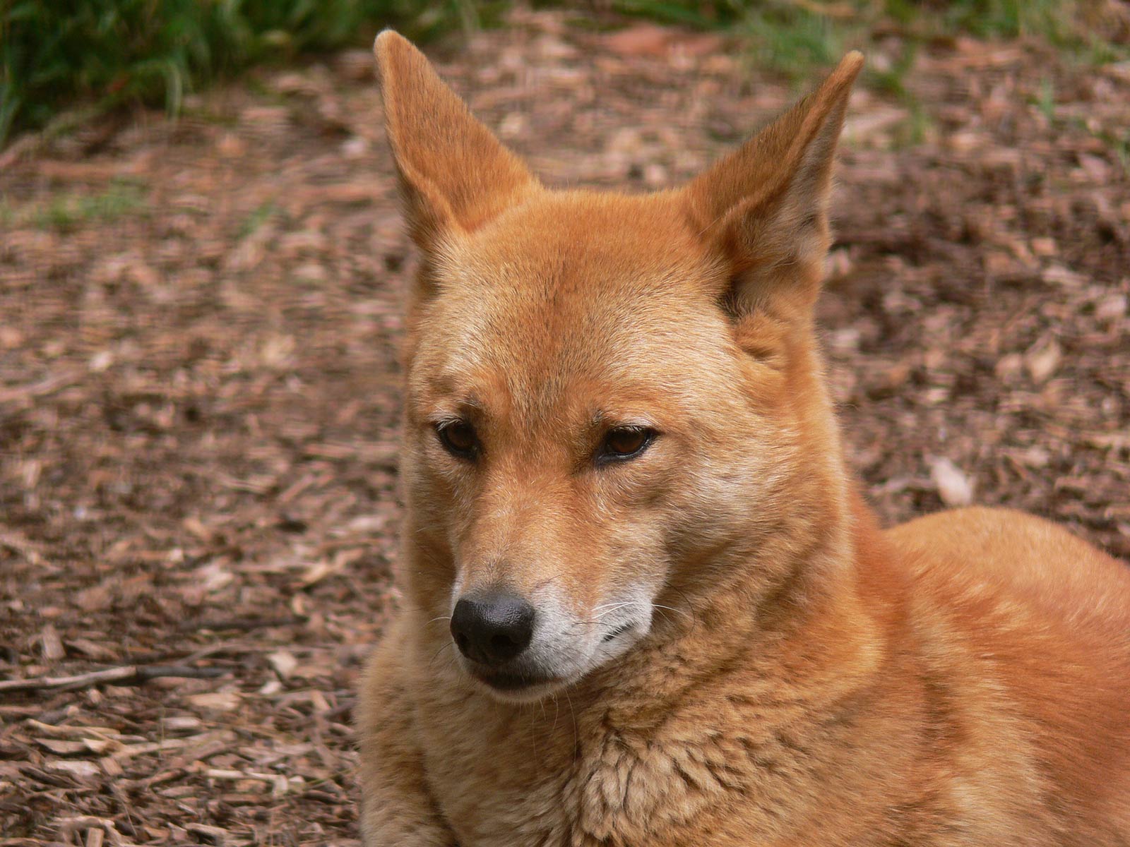 Dingo Wallpapers - Top Free Dingo Backgrounds - WallpaperAccess