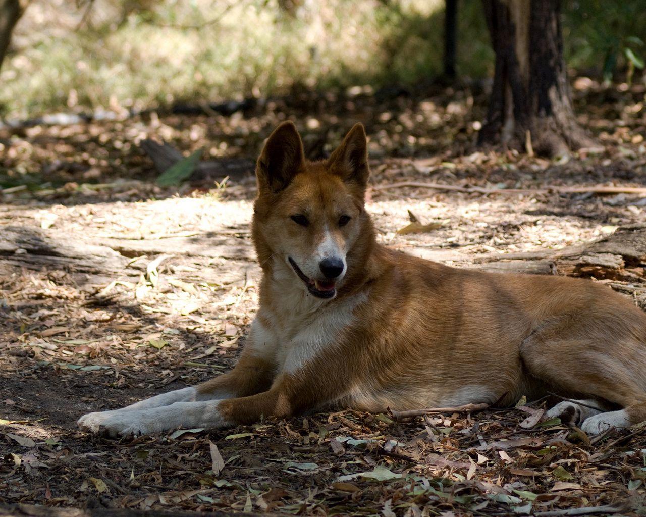Dingo Wallpapers - Top Free Dingo Backgrounds - WallpaperAccess