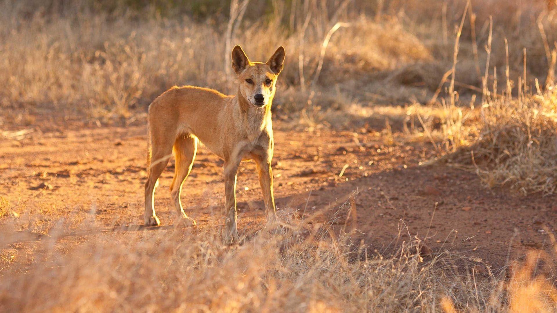 Dingo Wallpapers - Top Free Dingo Backgrounds - WallpaperAccess
