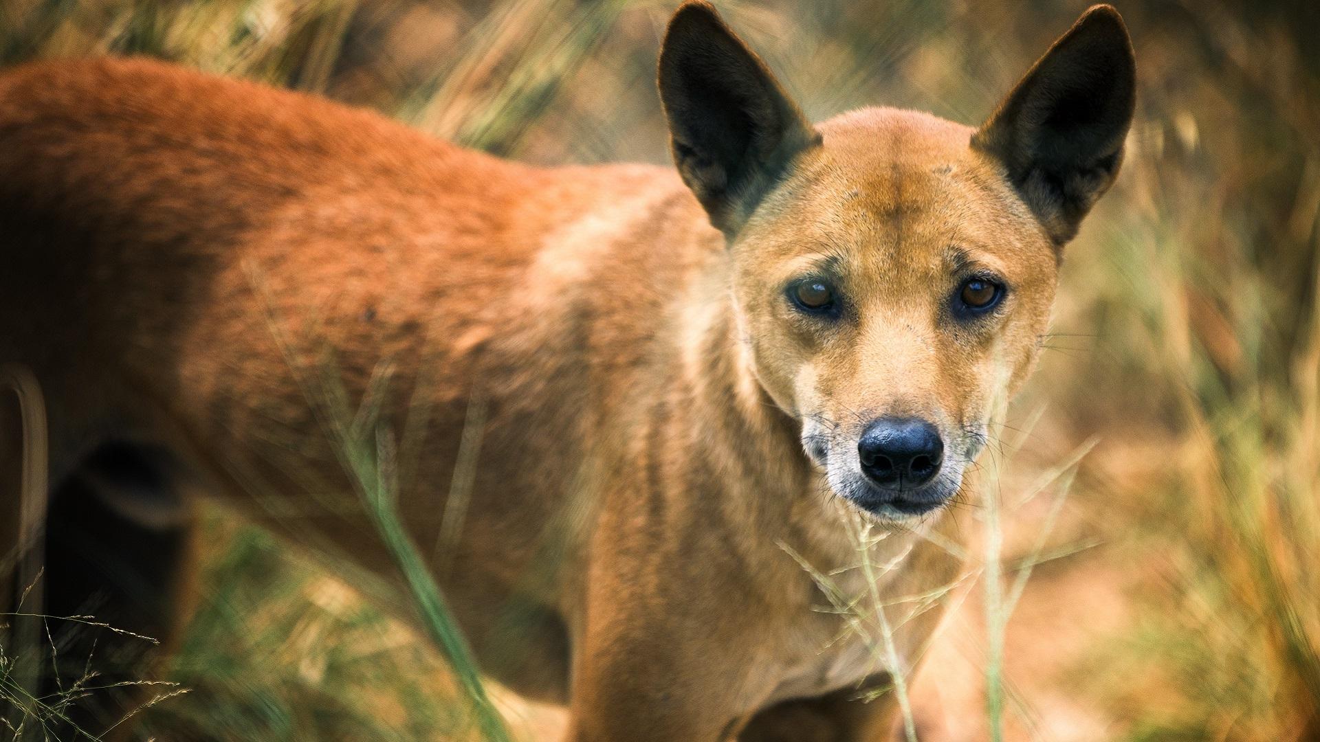 Dingo Wallpapers - Top Free Dingo Backgrounds - WallpaperAccess
