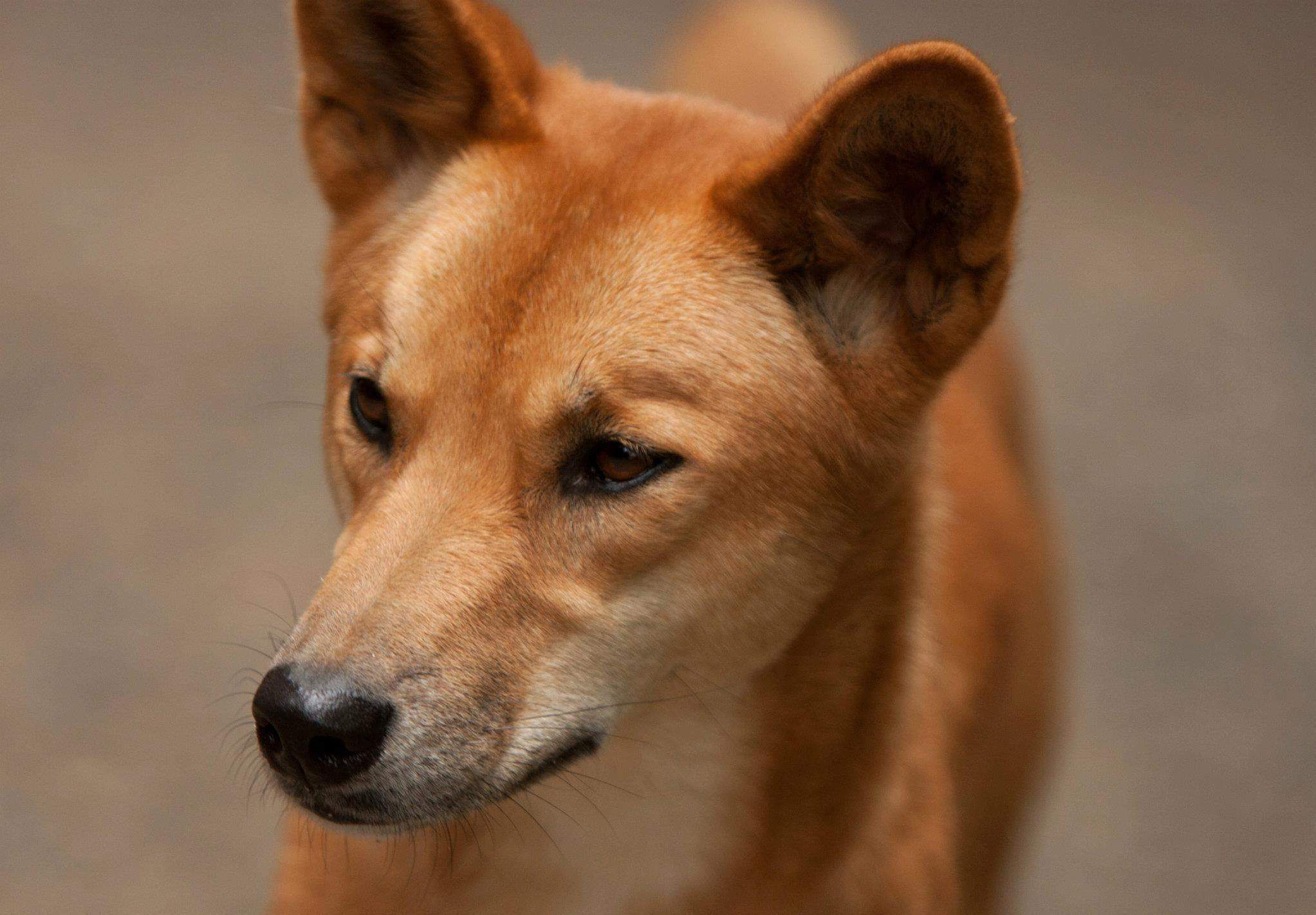 Dingo Wallpapers - Top Free Dingo Backgrounds - WallpaperAccess