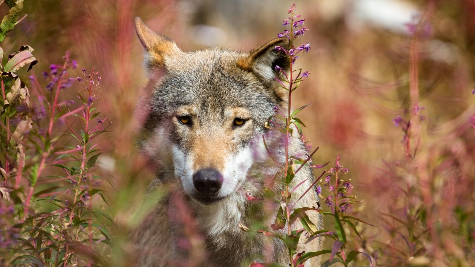 Dingo Wallpapers - Top Free Dingo Backgrounds - WallpaperAccess