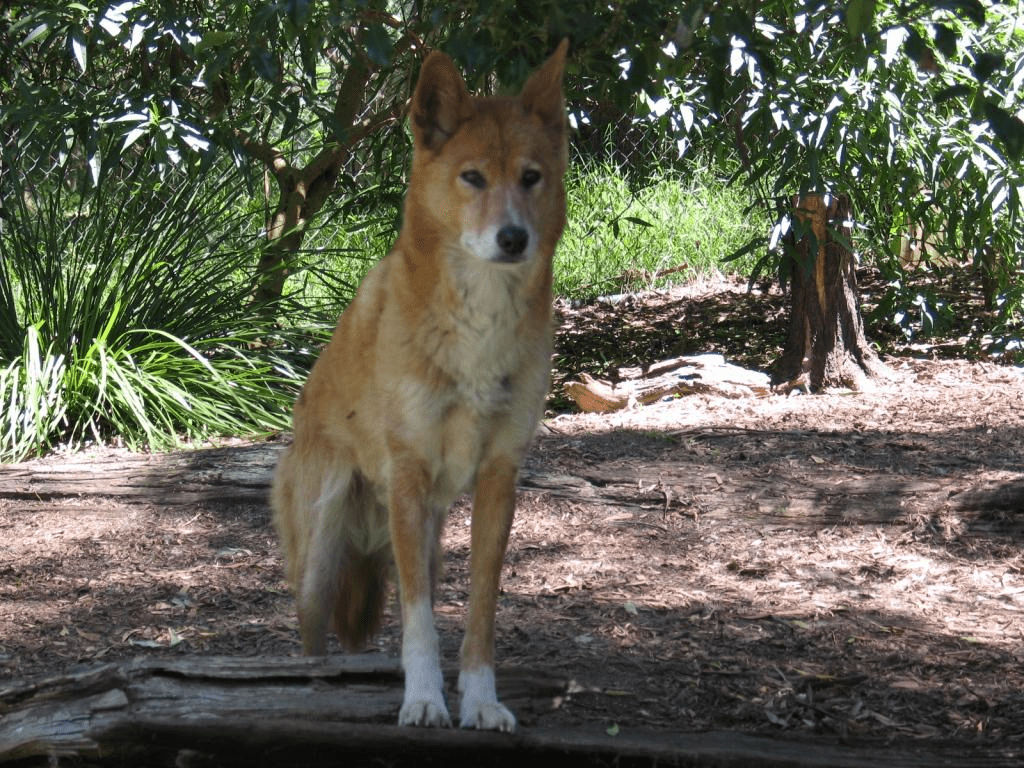 Dingo Wallpapers - Top Free Dingo Backgrounds - WallpaperAccess