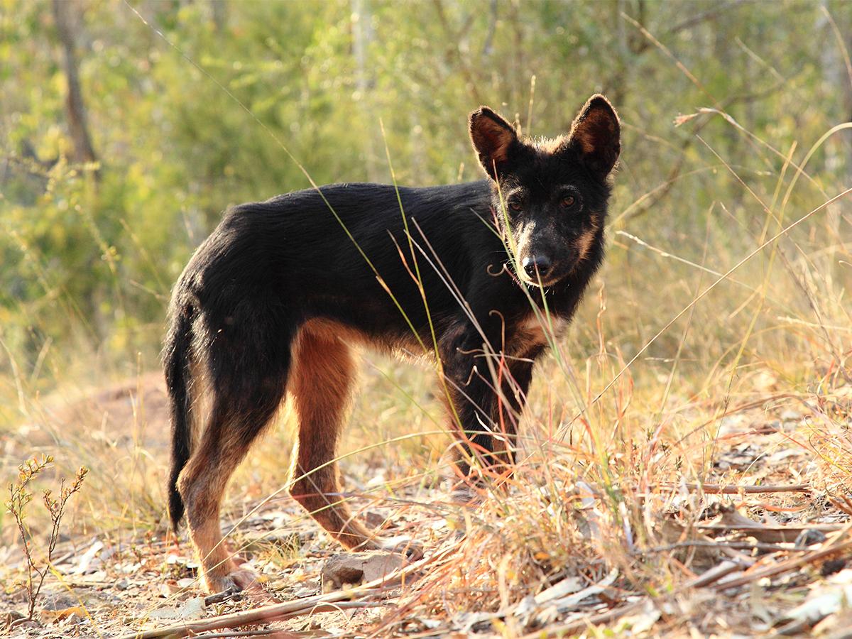 Dingo Wallpapers - Top Free Dingo Backgrounds - WallpaperAccess