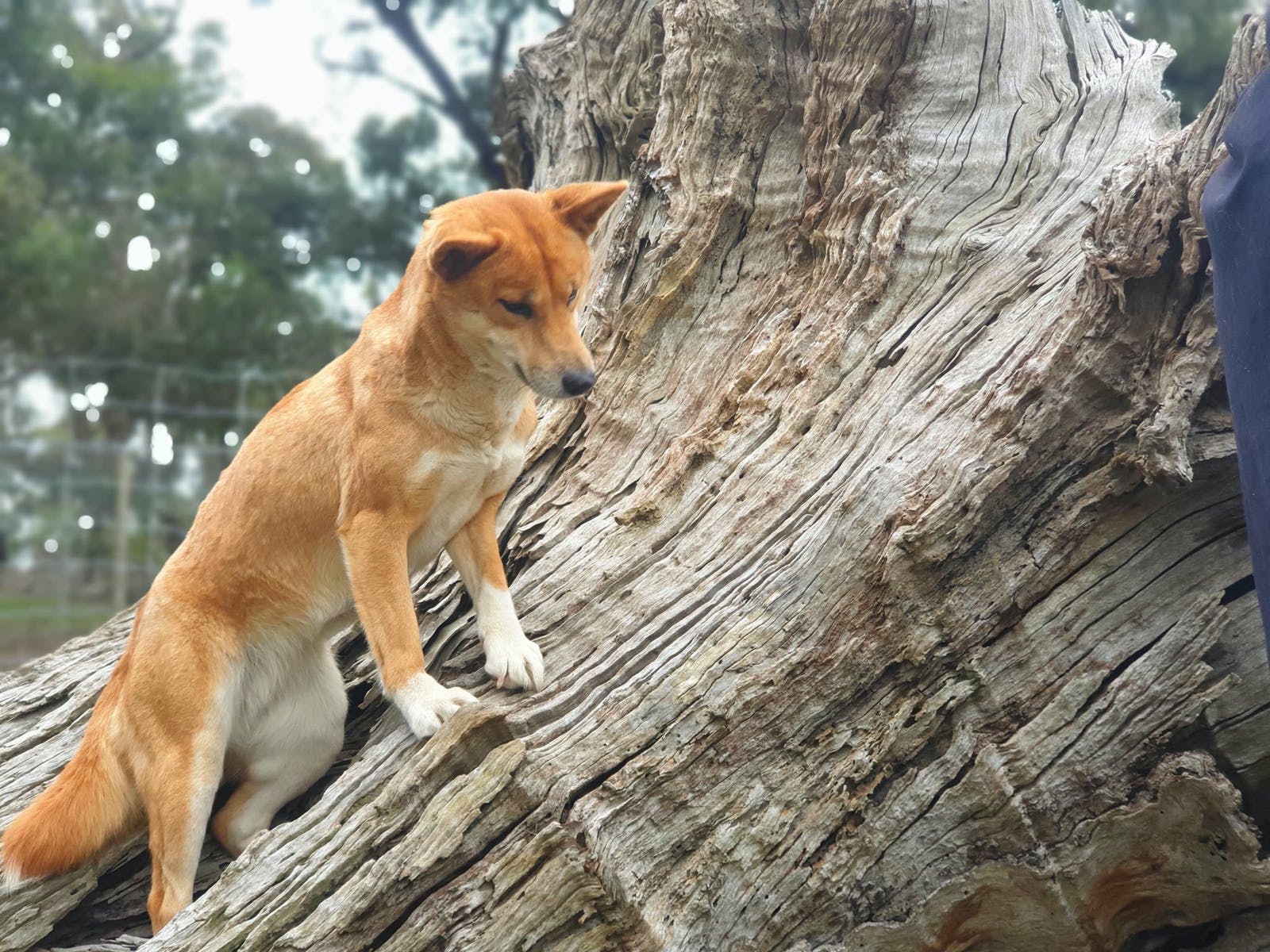 Dingo Wallpapers - Top Free Dingo Backgrounds - WallpaperAccess