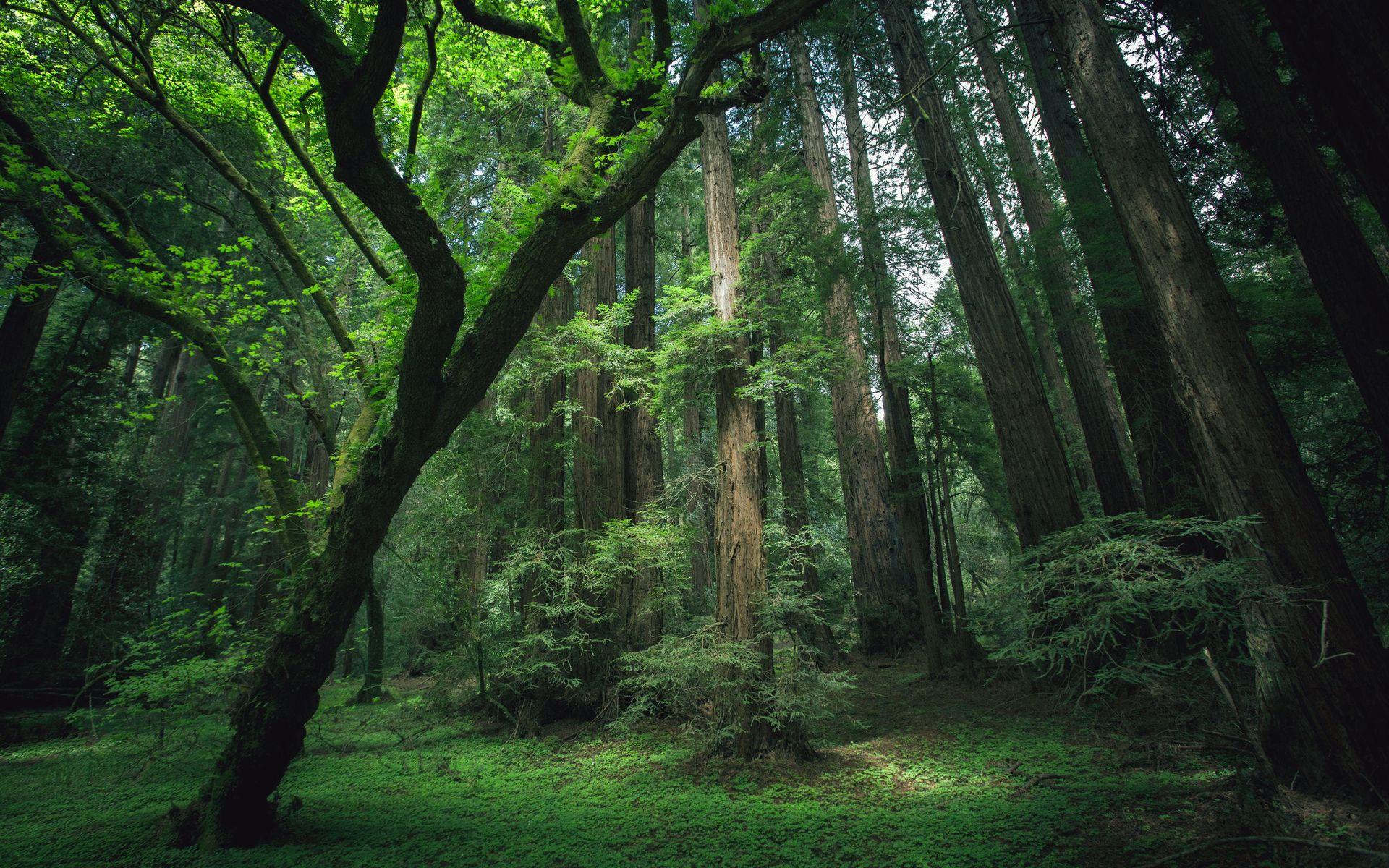 Rainforest 4k Wallpapers - Top Free Rainforest 4k Backgrounds ...