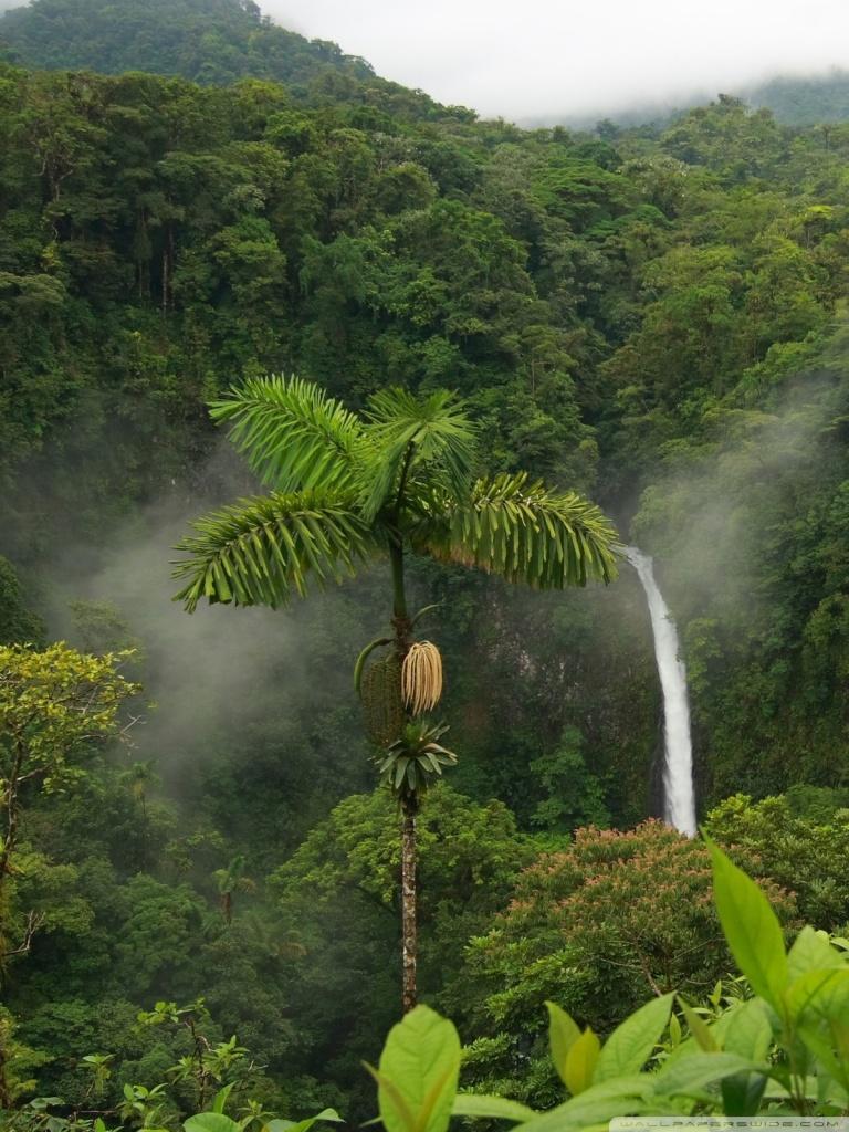 Rainforest 4k Wallpapers - Top Free Rainforest 4k Backgrounds ...