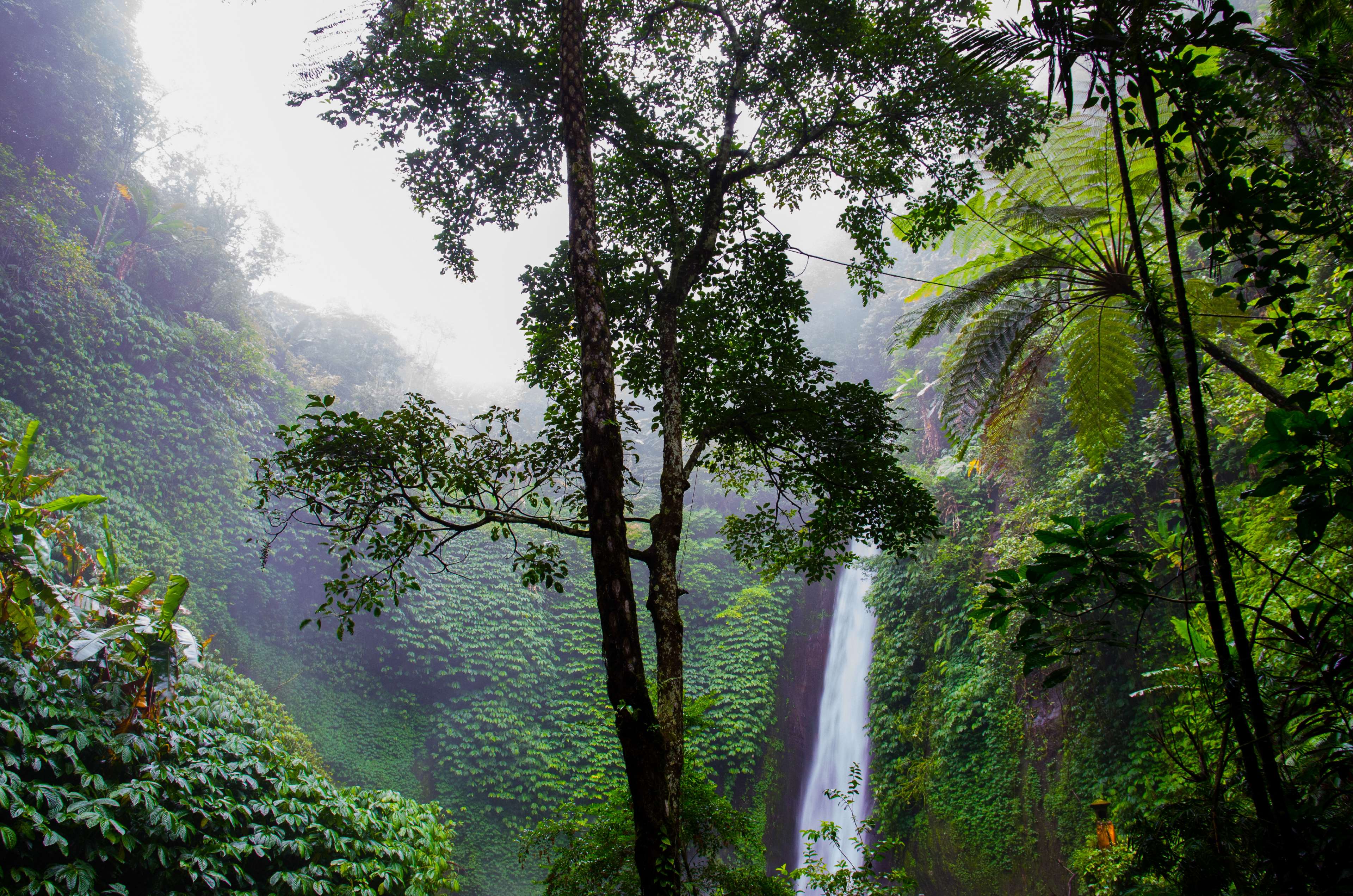 Rainforest 4k Wallpapers - Top Free Rainforest 4k Backgrounds ...