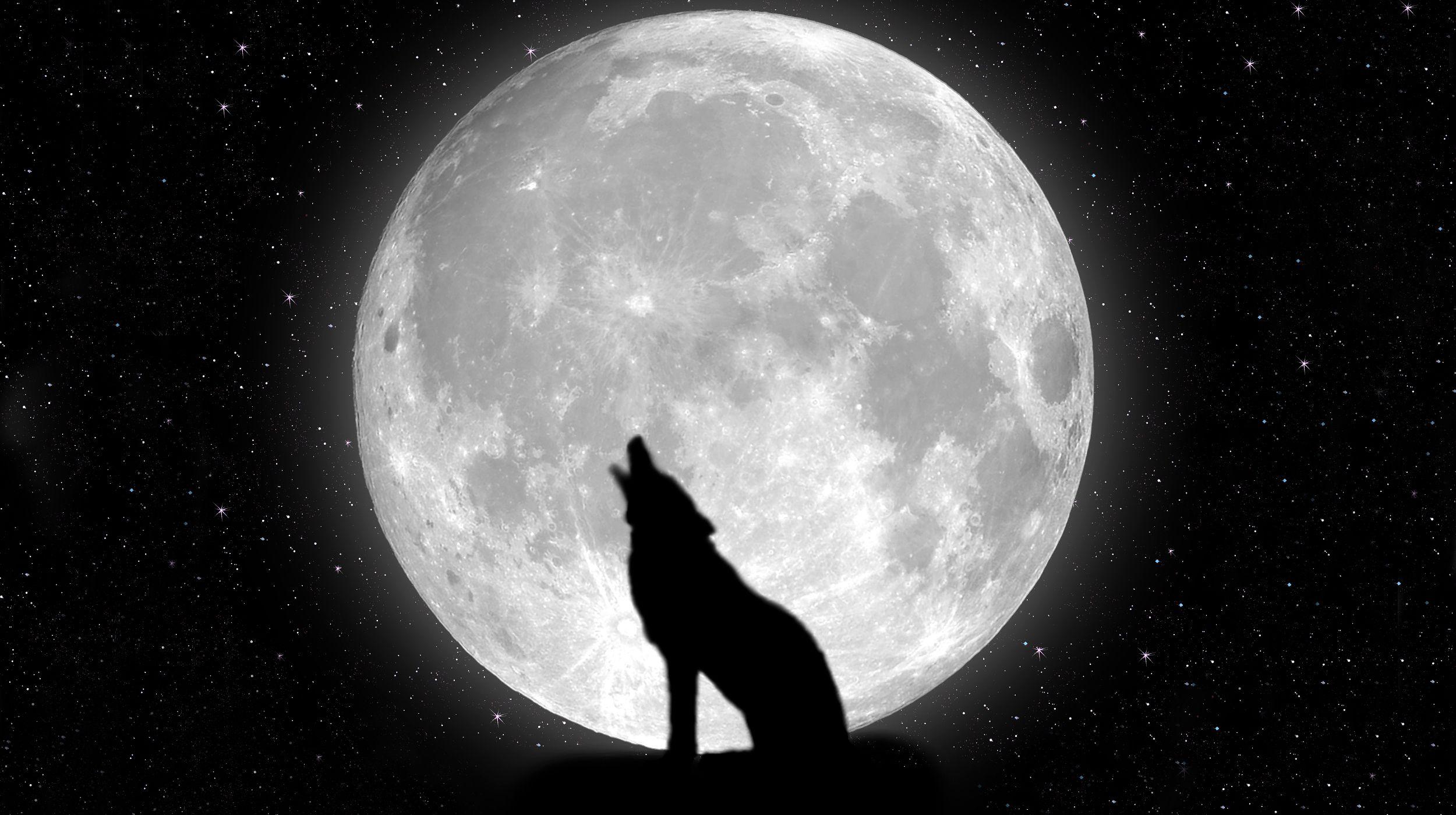 Night Wolf Wallpapers - Top Free Night Wolf Backgrounds - WallpaperAccess
