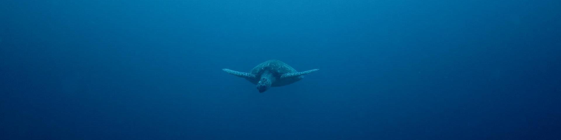 1920x480 Wallpapers - Top Free 1920x480 Backgrounds - WallpaperAccess