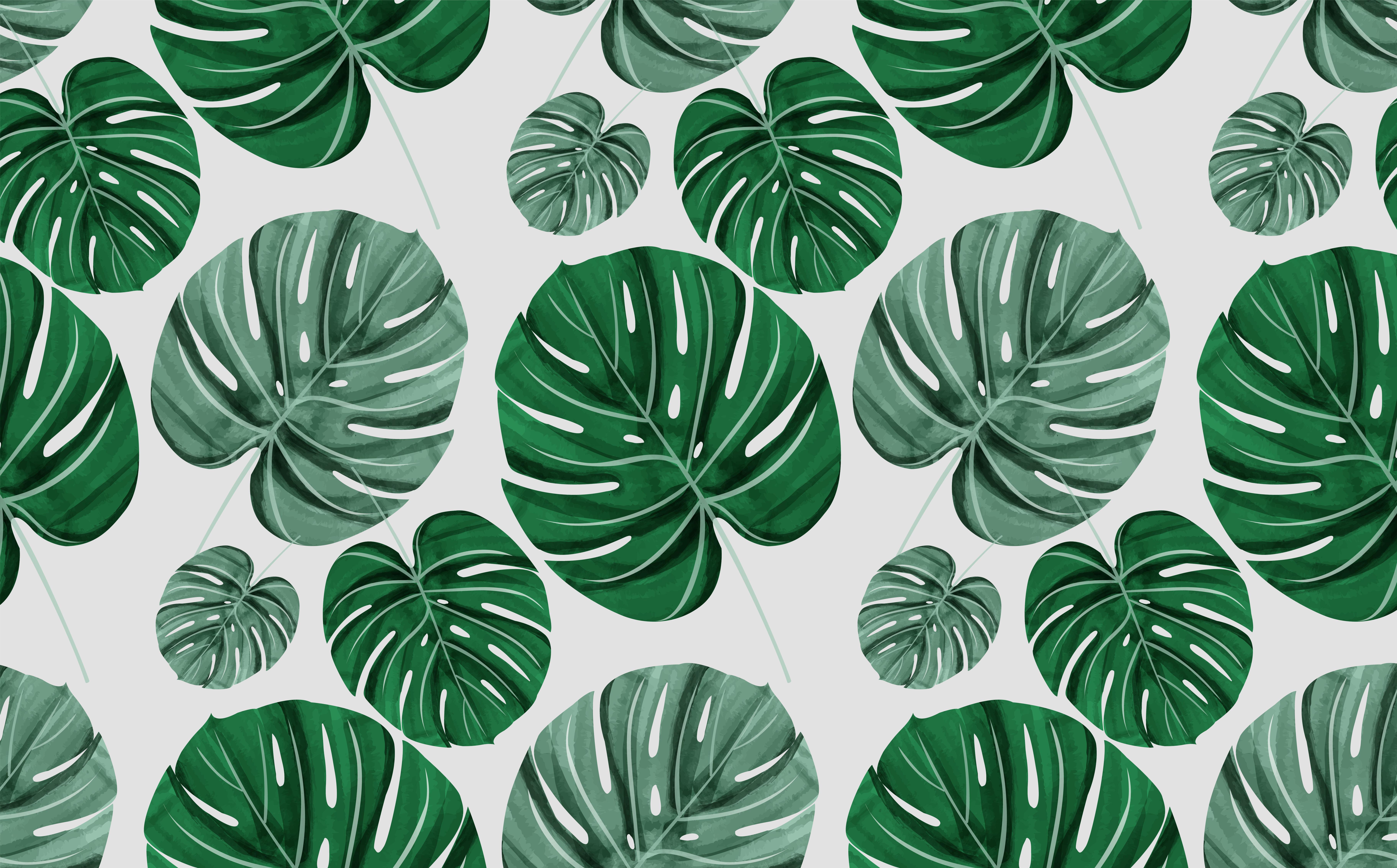 Monstera Desktop Wallpapers - Top Free Monstera Desktop Backgrounds ...