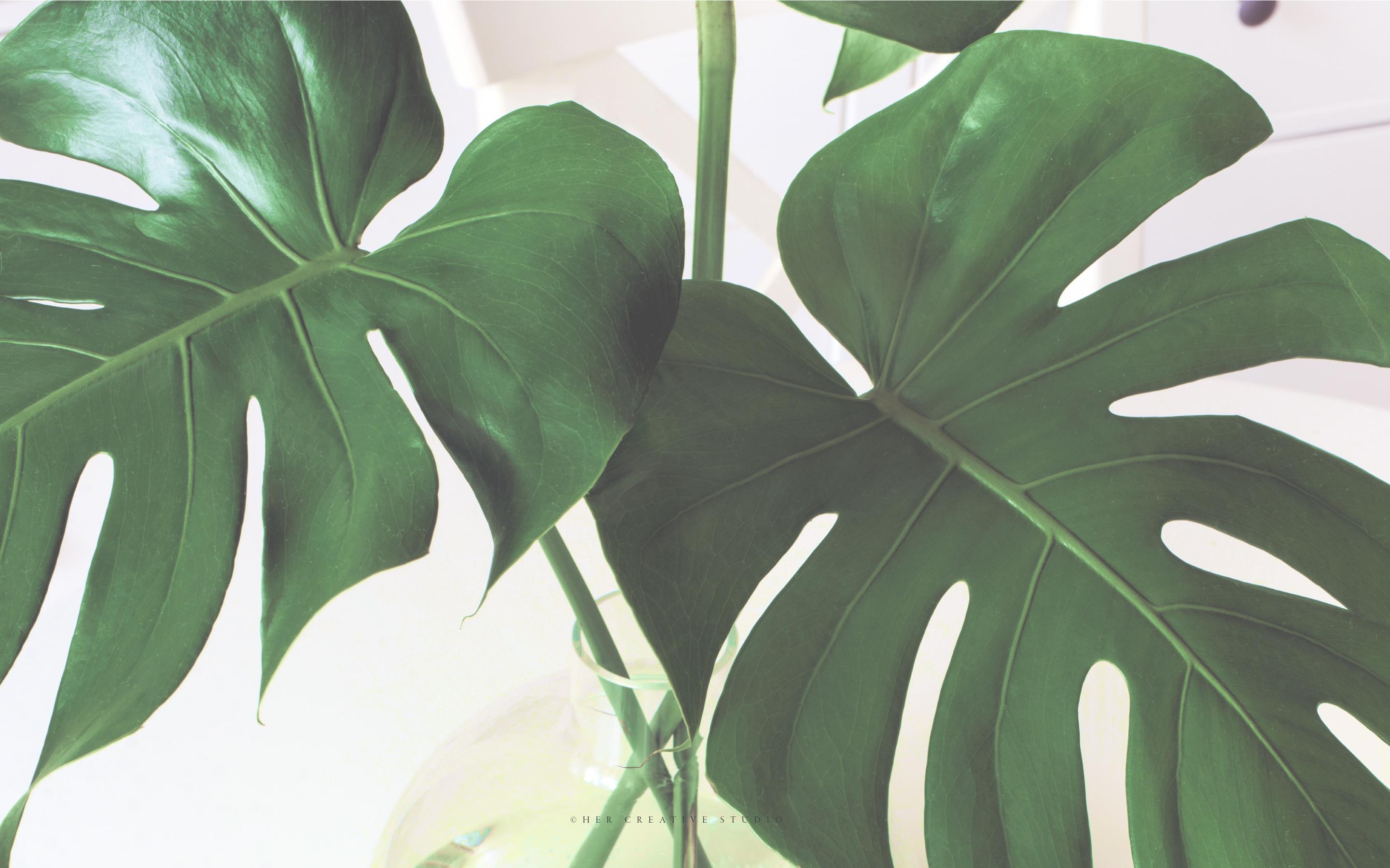Monstera Desktop Wallpapers - Top Free Monstera Desktop Backgrounds ...