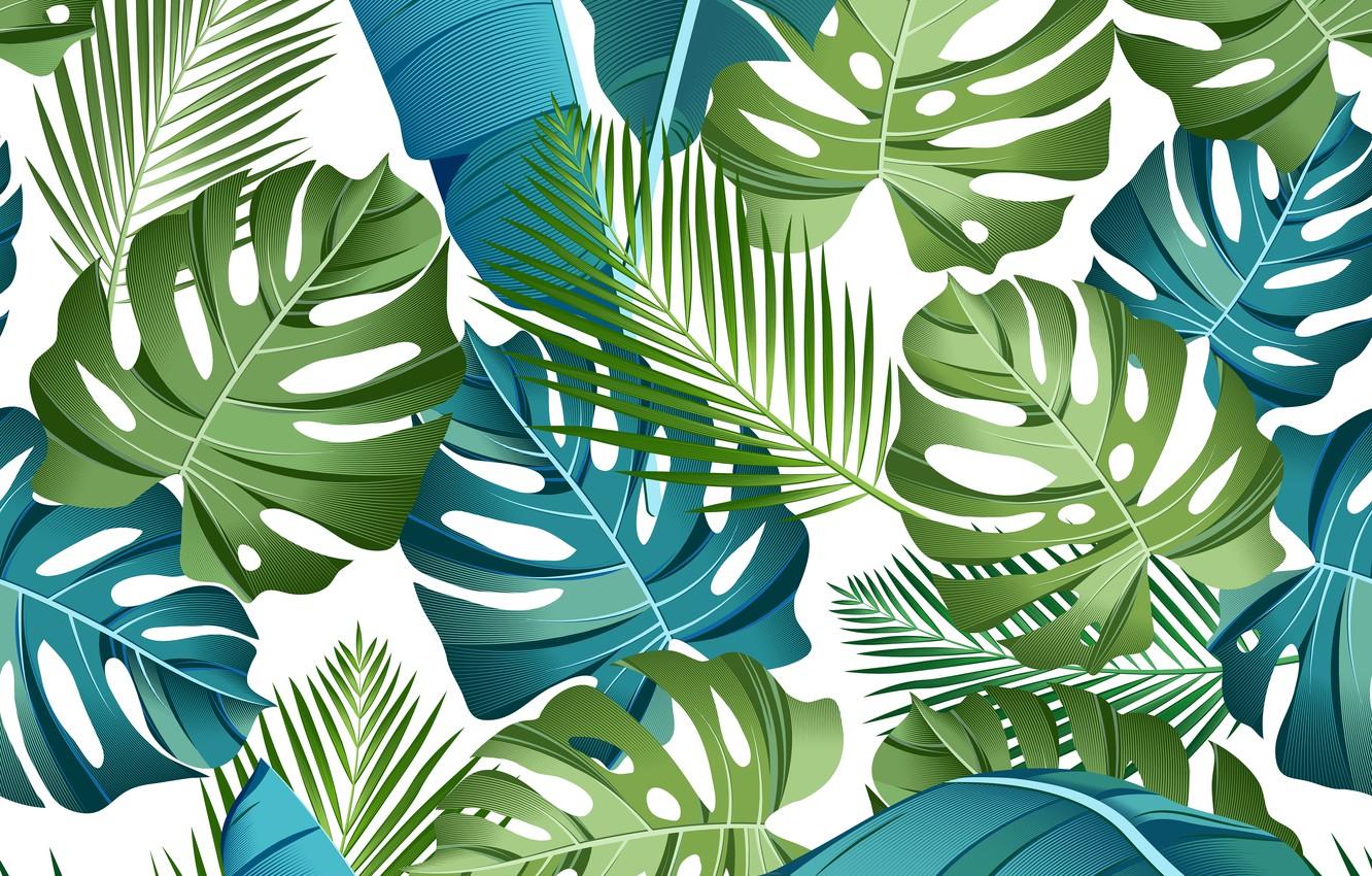 Monstera Desktop Wallpapers - Top Free Monstera Desktop Backgrounds ...