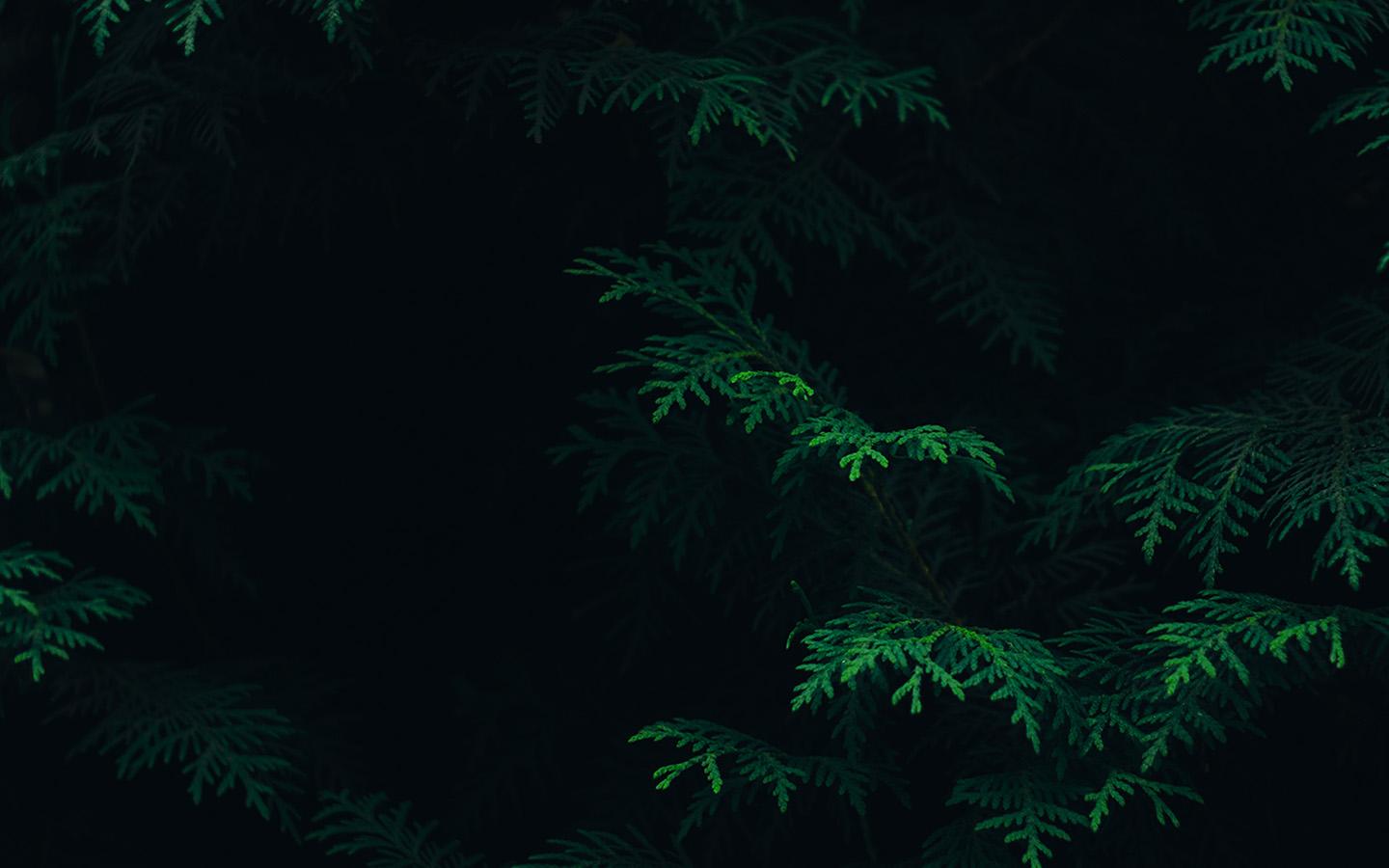 Dark Plants Wallpapers - Top Free Dark Plants Backgrounds - WallpaperAccess