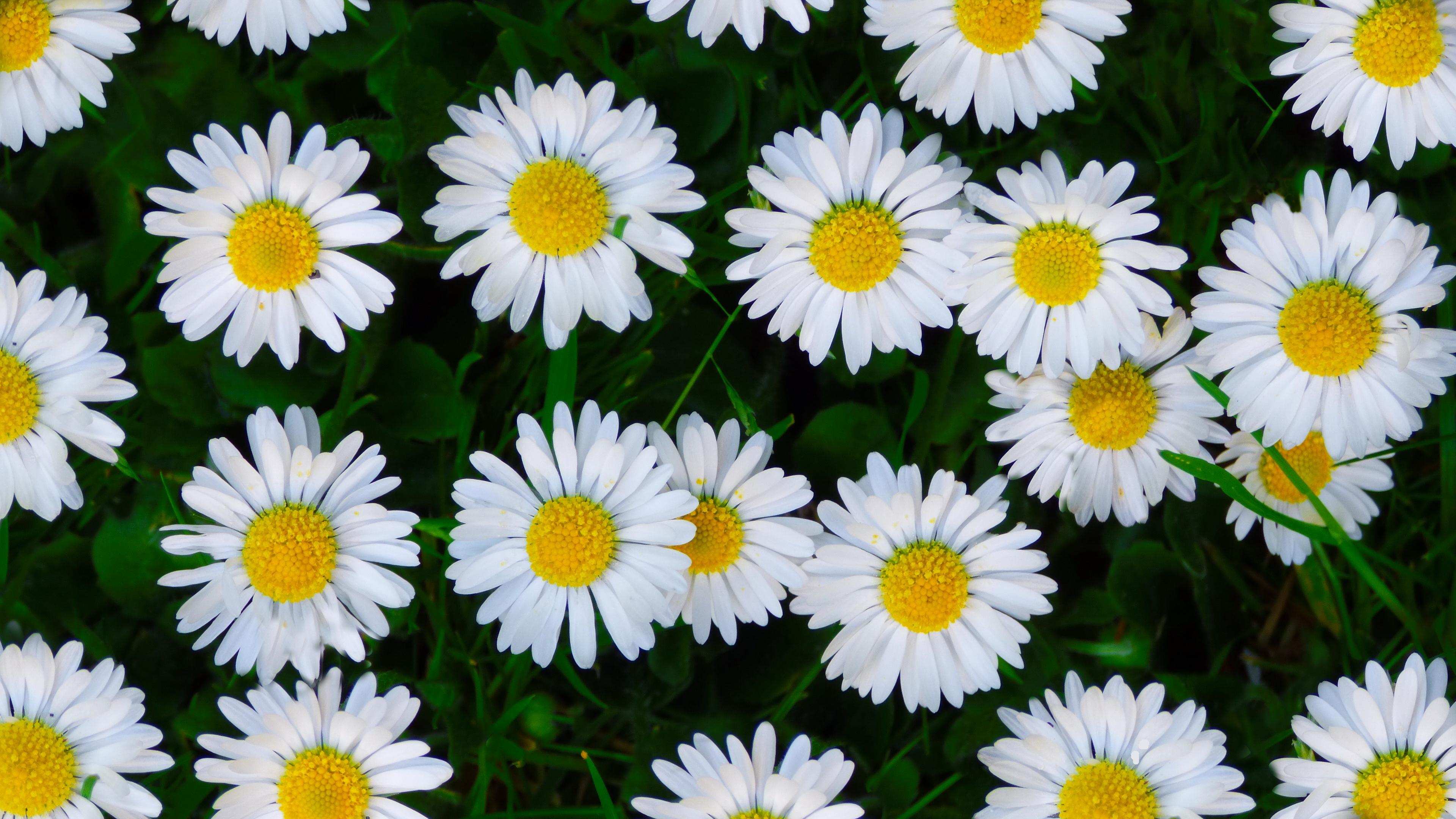 Daisy 4k Wallpapers - Top Free Daisy 4k Backgrounds - WallpaperAccess