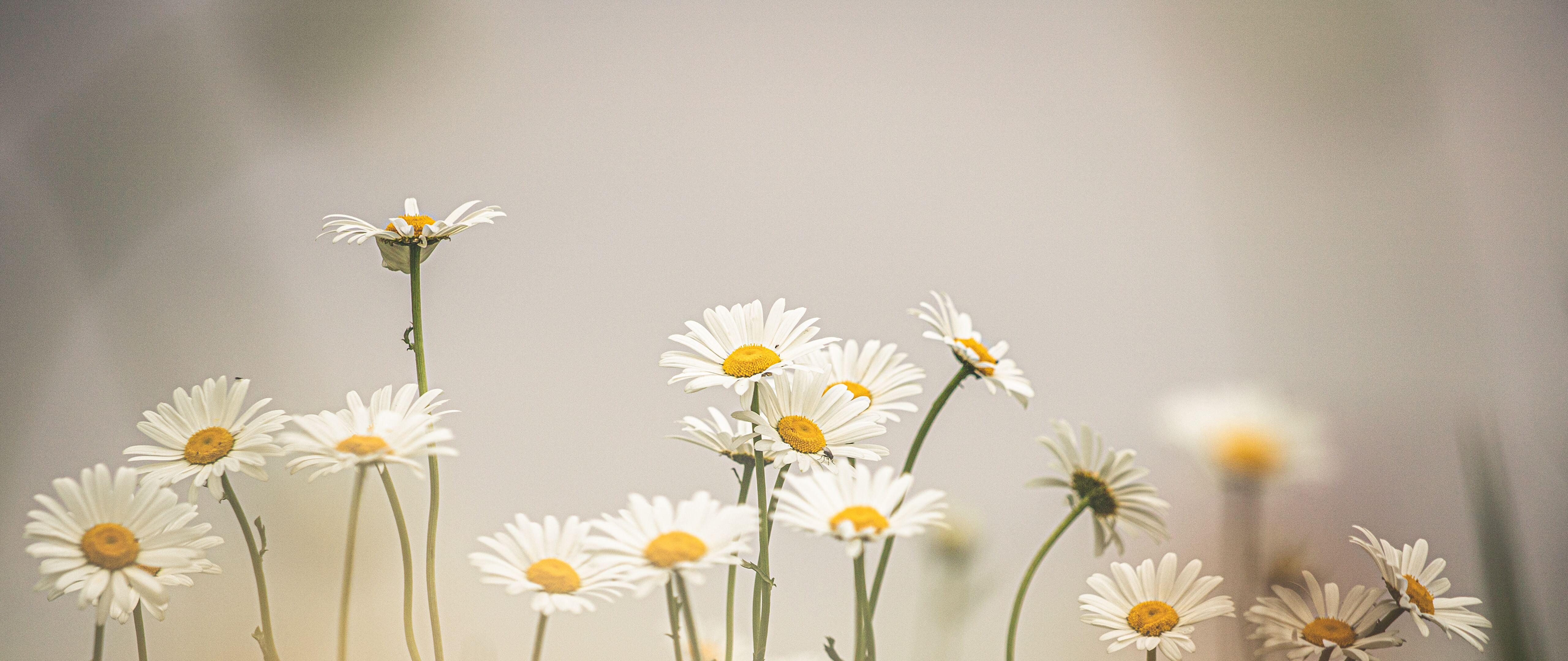 Daisy 4k Wallpapers - Top Free Daisy 4k Backgrounds - WallpaperAccess