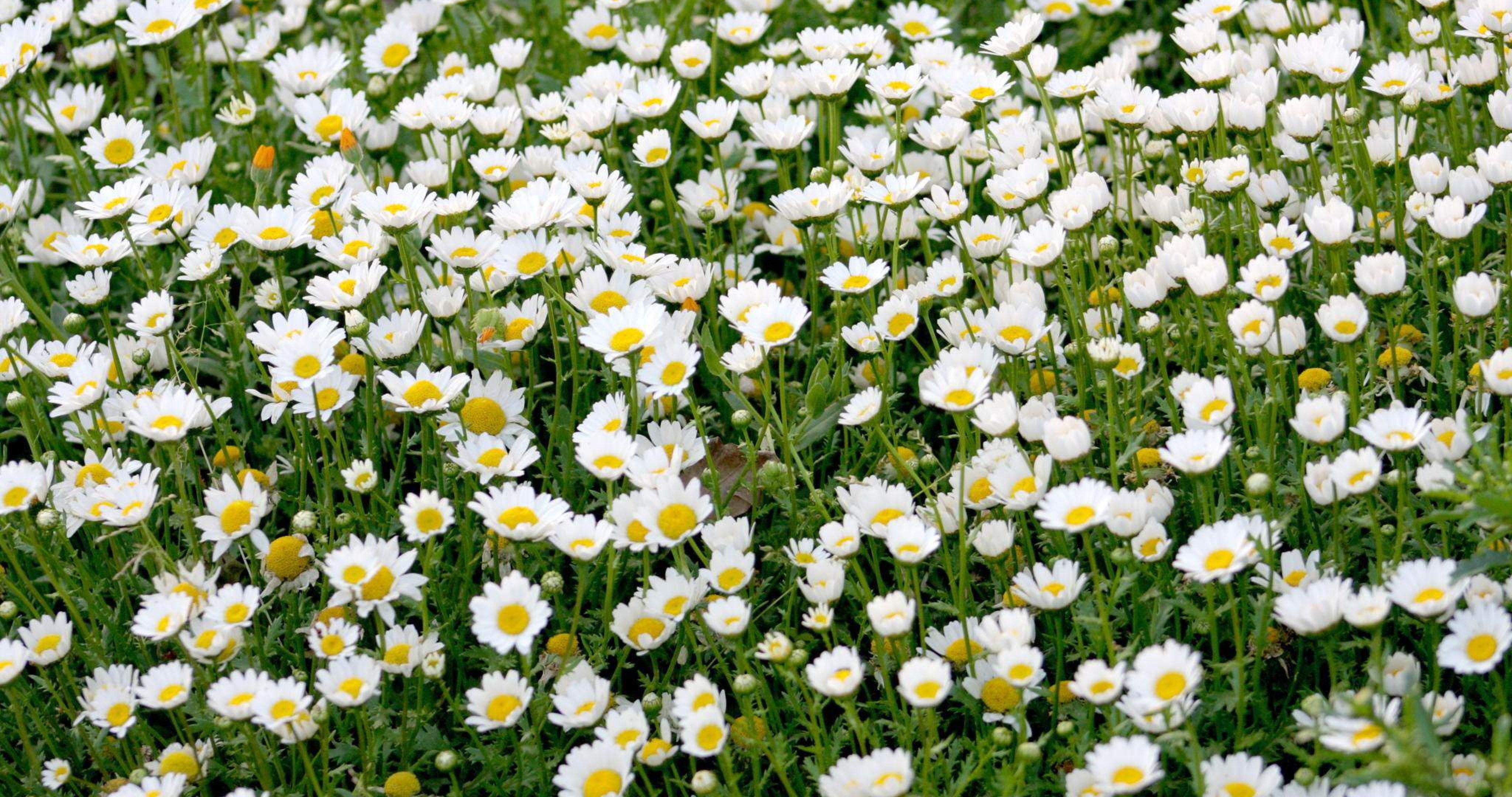 Daisy 4k Wallpapers - Top Free Daisy 4k Backgrounds - WallpaperAccess
