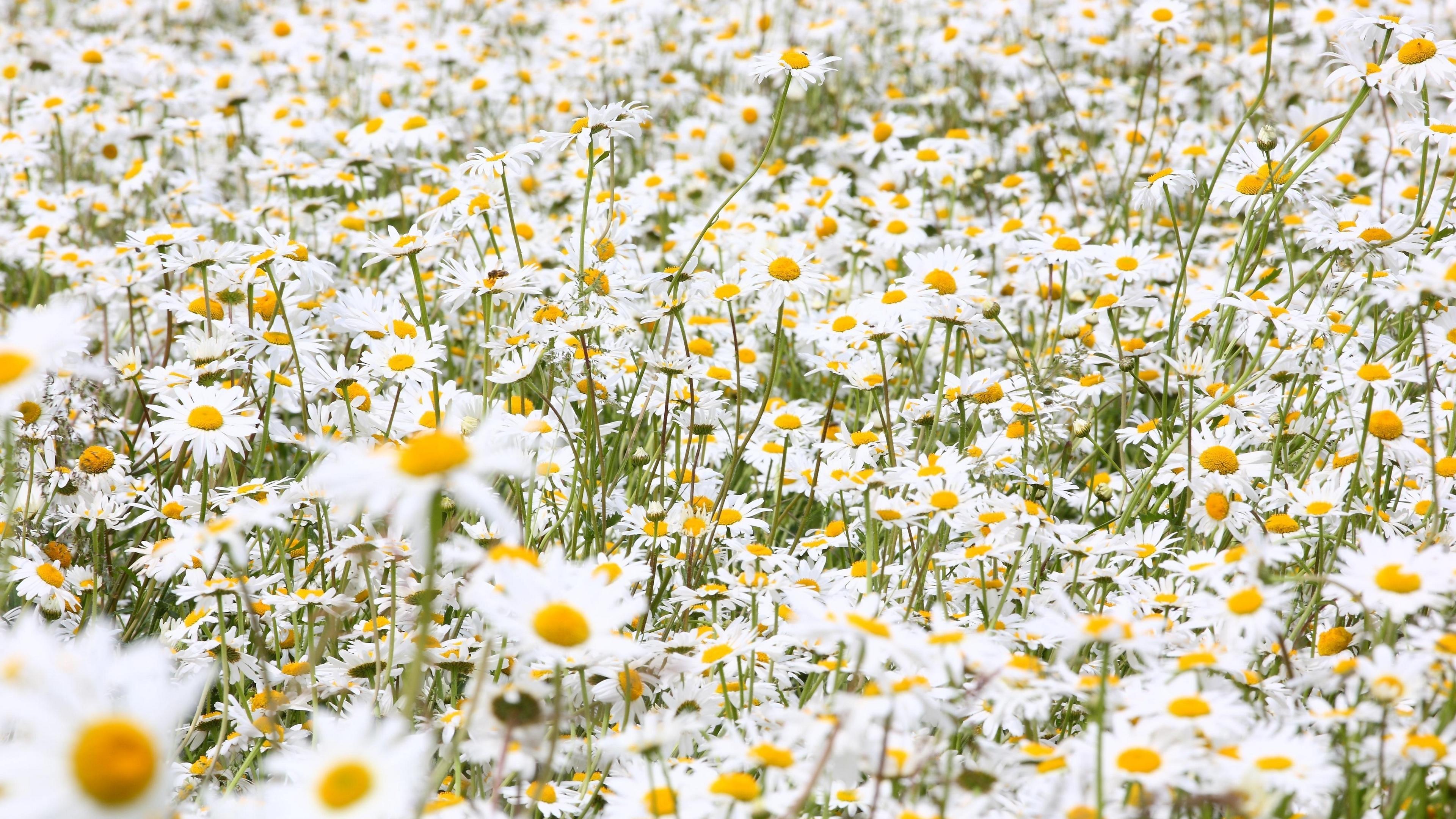 Daisy 4k Wallpapers - Top Free Daisy 4k Backgrounds - WallpaperAccess