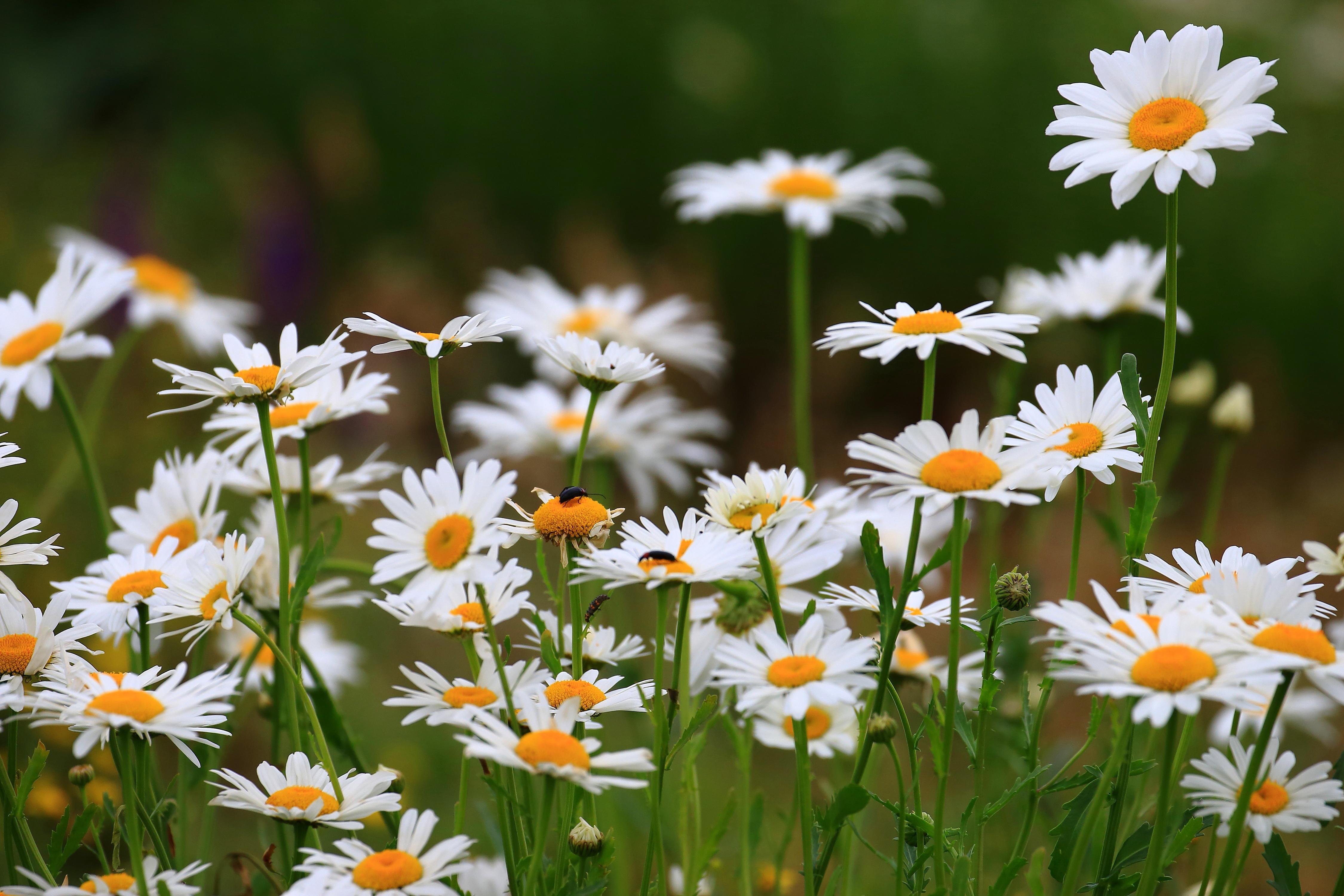 Daisy 4k Wallpapers - Top Free Daisy 4k Backgrounds - WallpaperAccess