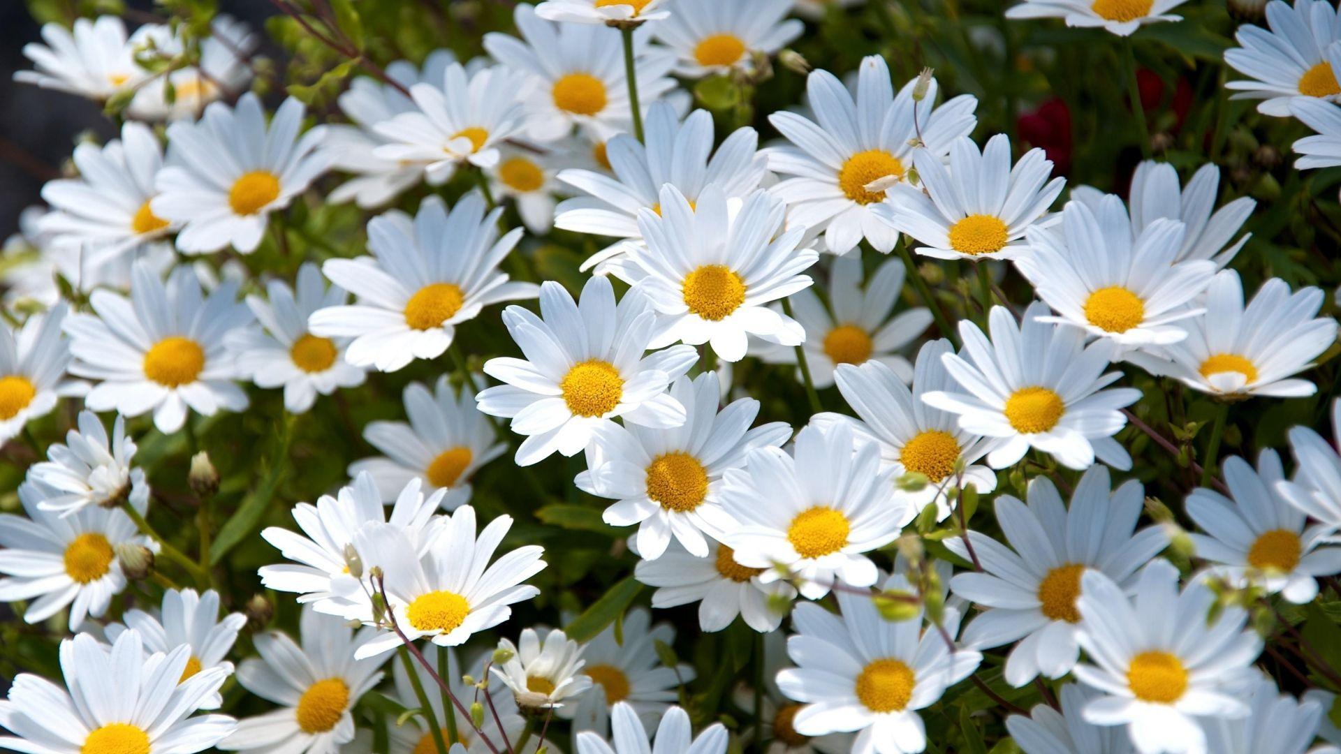 Daisy 4k Wallpapers - Top Free Daisy 4k Backgrounds - WallpaperAccess