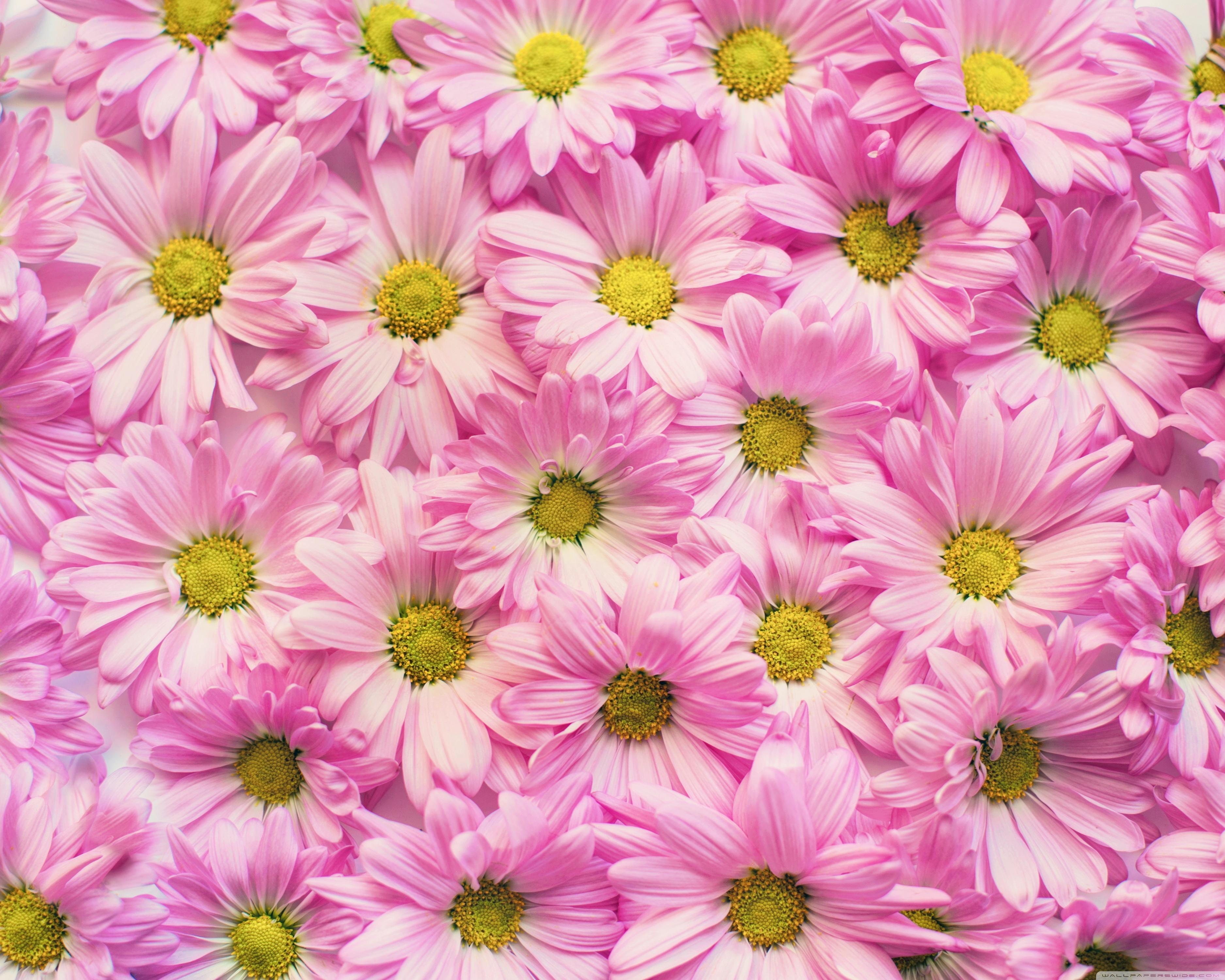 Daisy 4k Wallpapers - Top Free Daisy 4k Backgrounds - WallpaperAccess
