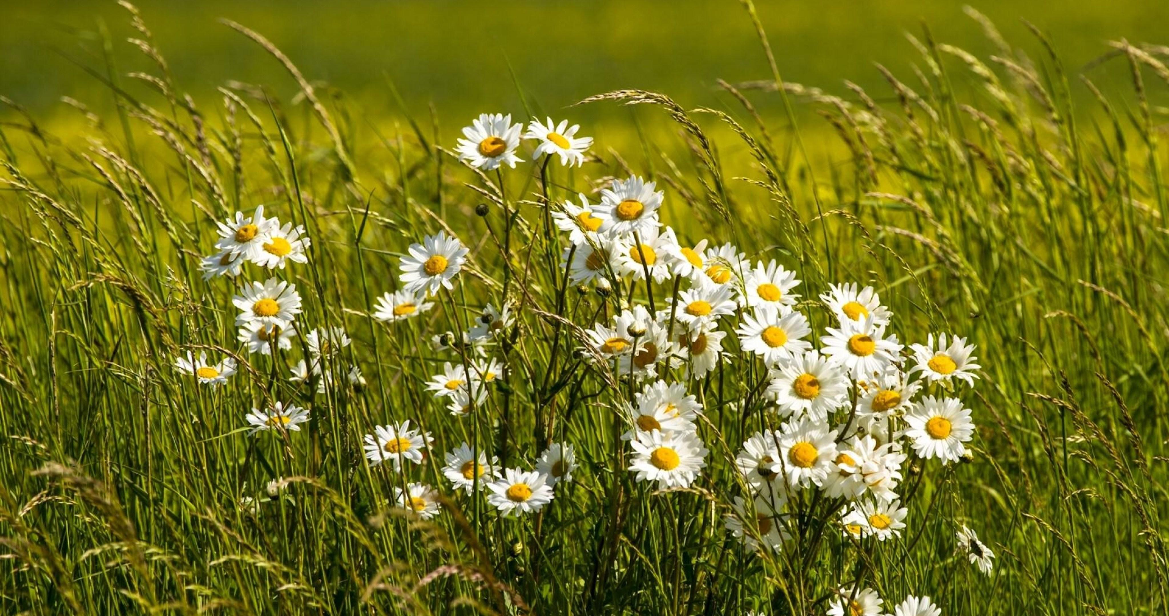 Daisy 4k Wallpapers - Top Free Daisy 4k Backgrounds - WallpaperAccess