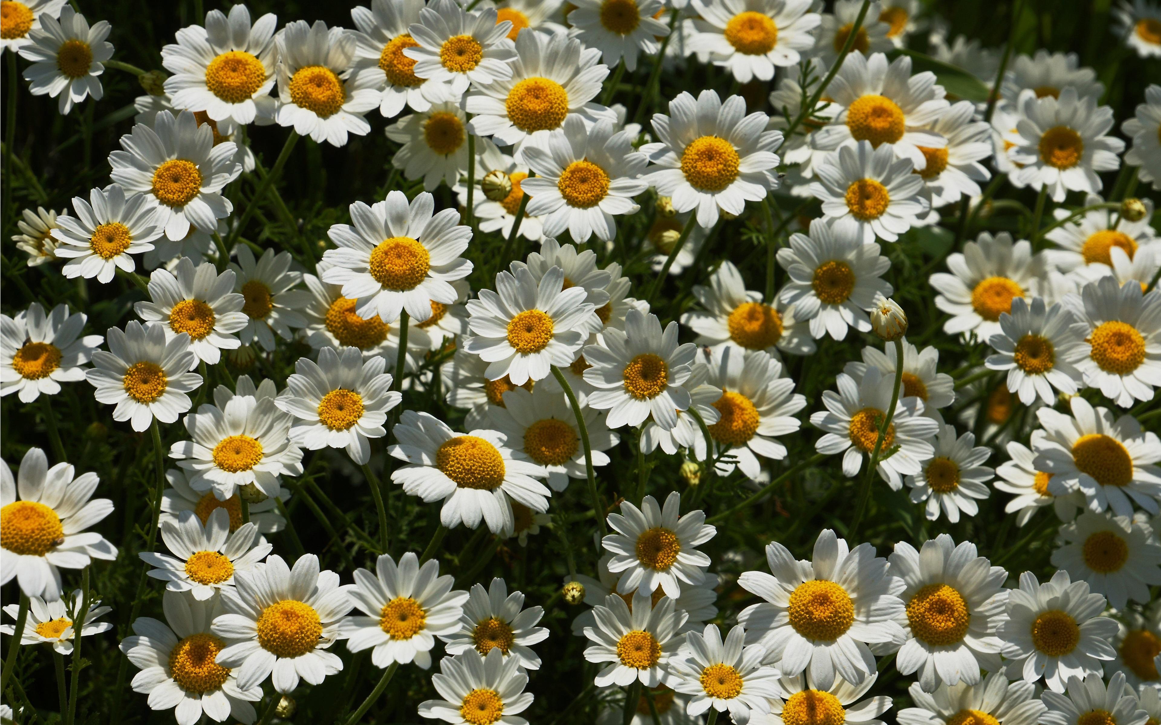 Daisy 4k Wallpapers - Top Free Daisy 4k Backgrounds - WallpaperAccess