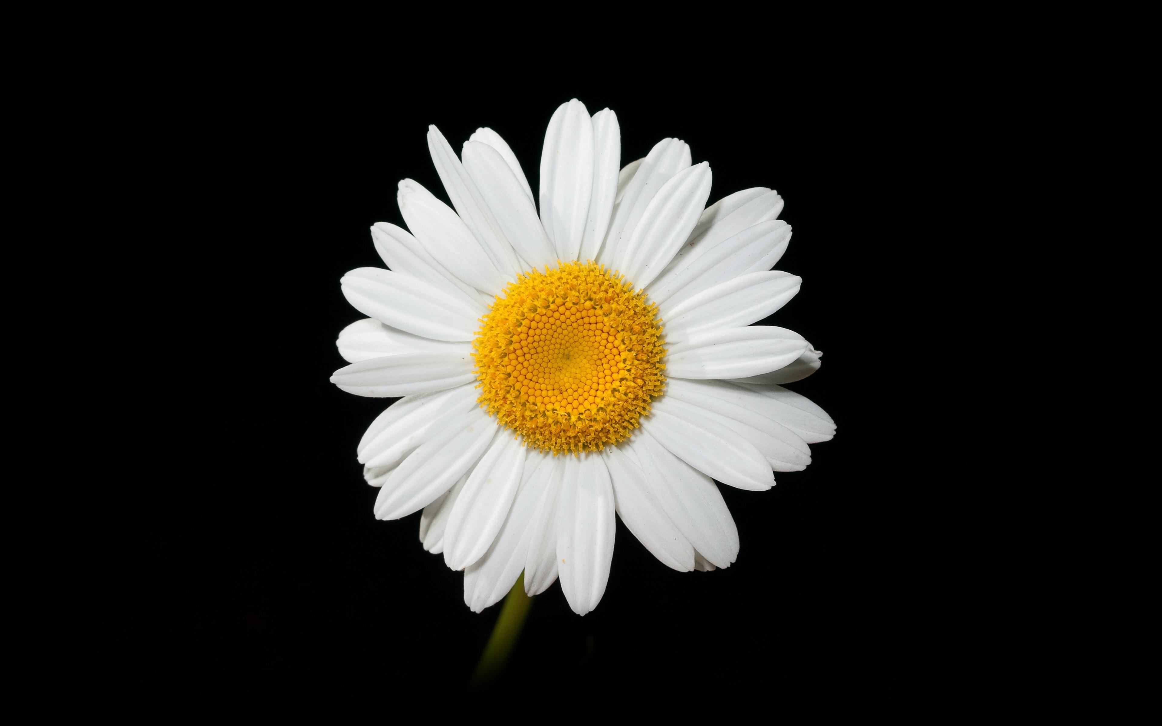Daisy 4k Wallpapers - Top Free Daisy 4k Backgrounds - WallpaperAccess