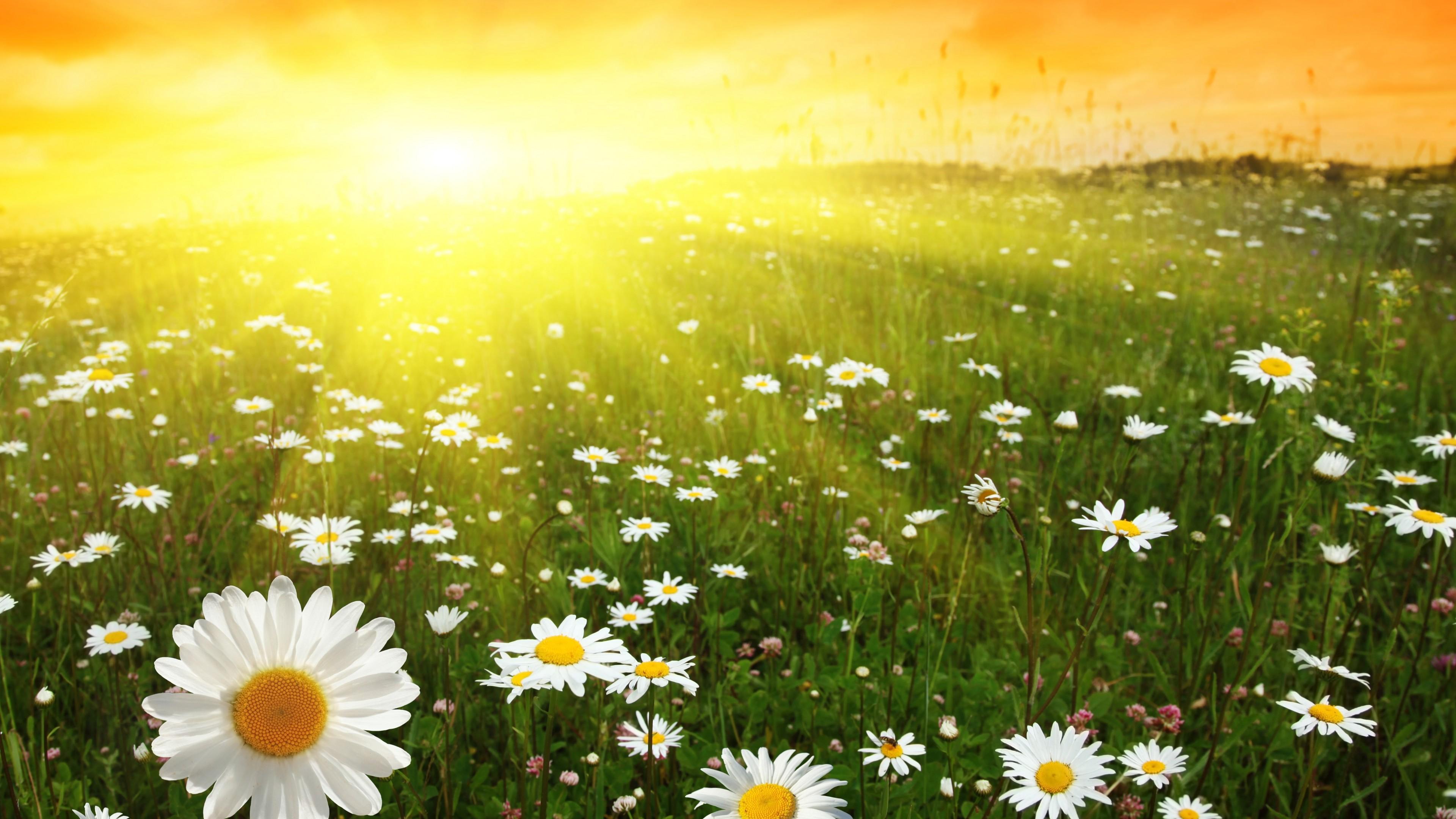 Daisy 4k Wallpapers - Top Free Daisy 4k Backgrounds - WallpaperAccess