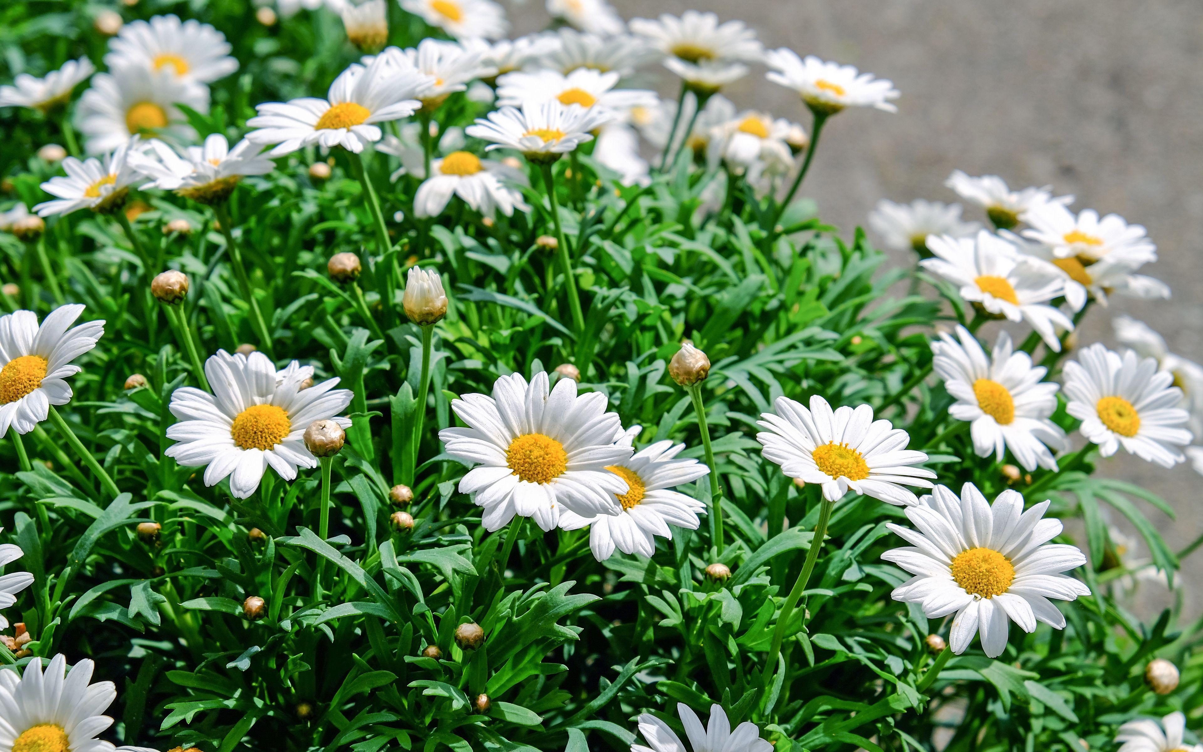 Daisy 4k Wallpapers - Top Free Daisy 4k Backgrounds - WallpaperAccess